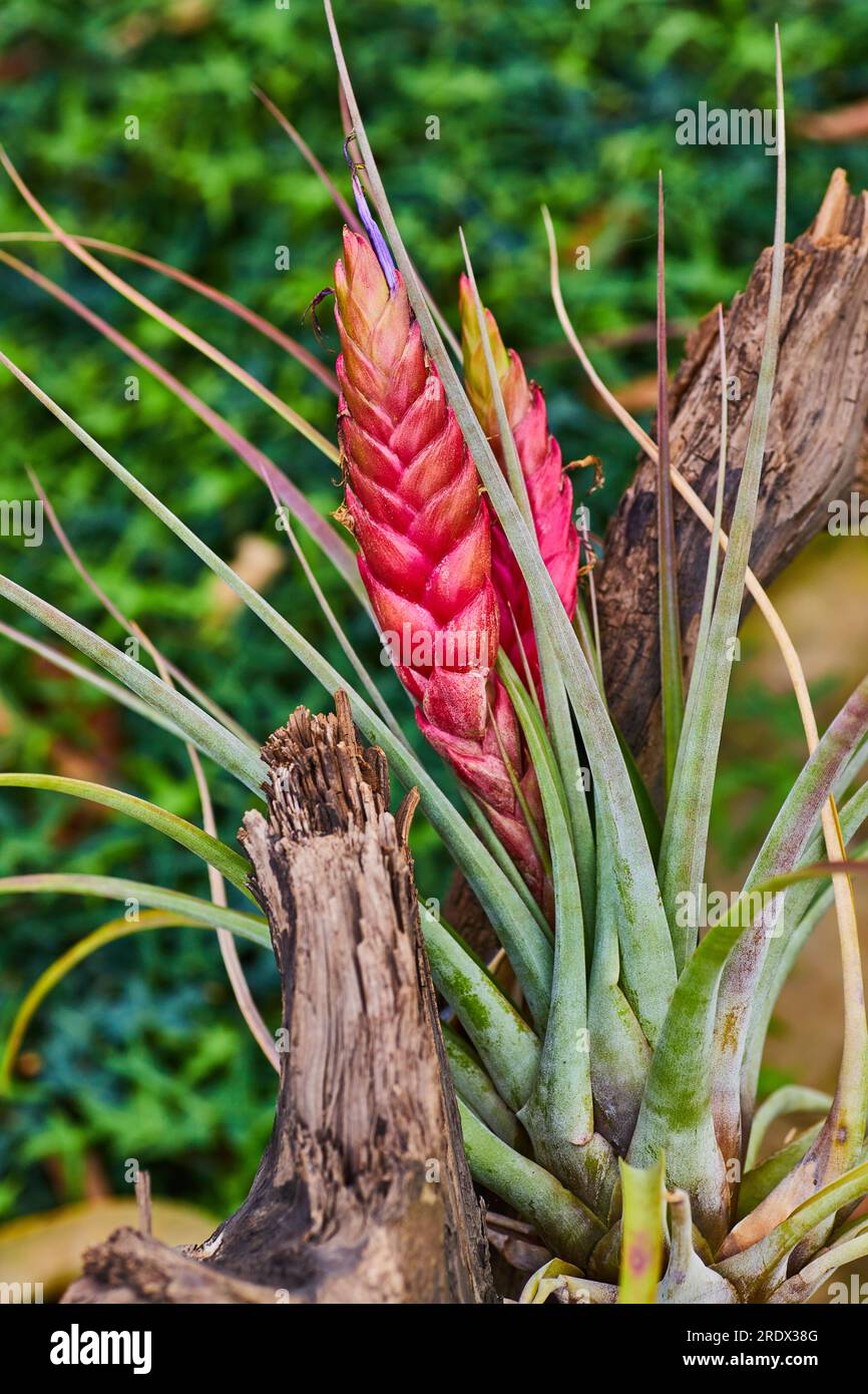 Tropiflora hi-res stock photography and images - Alamy