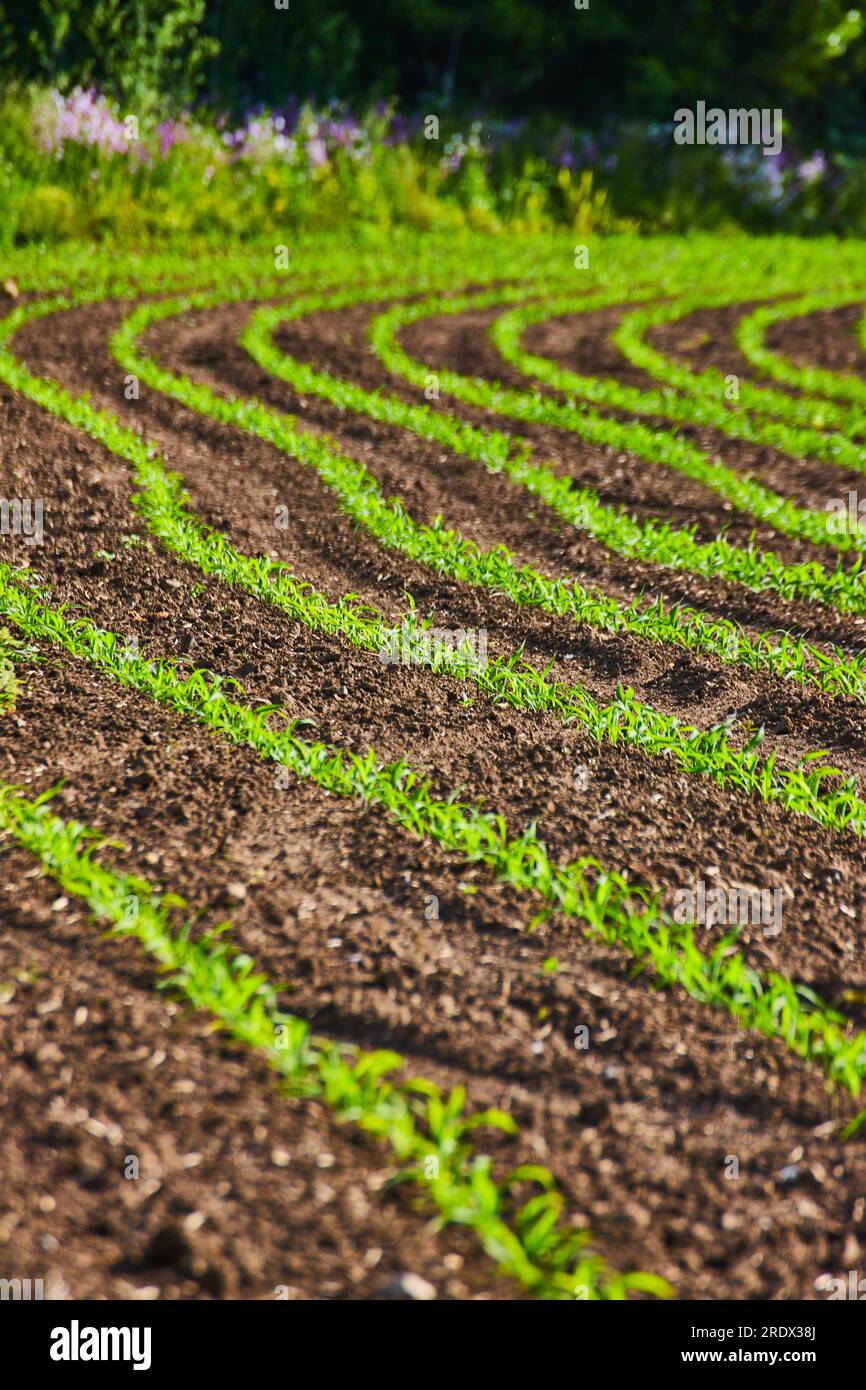 Curved paths of plants growing in a farmers field with blurred forest ...