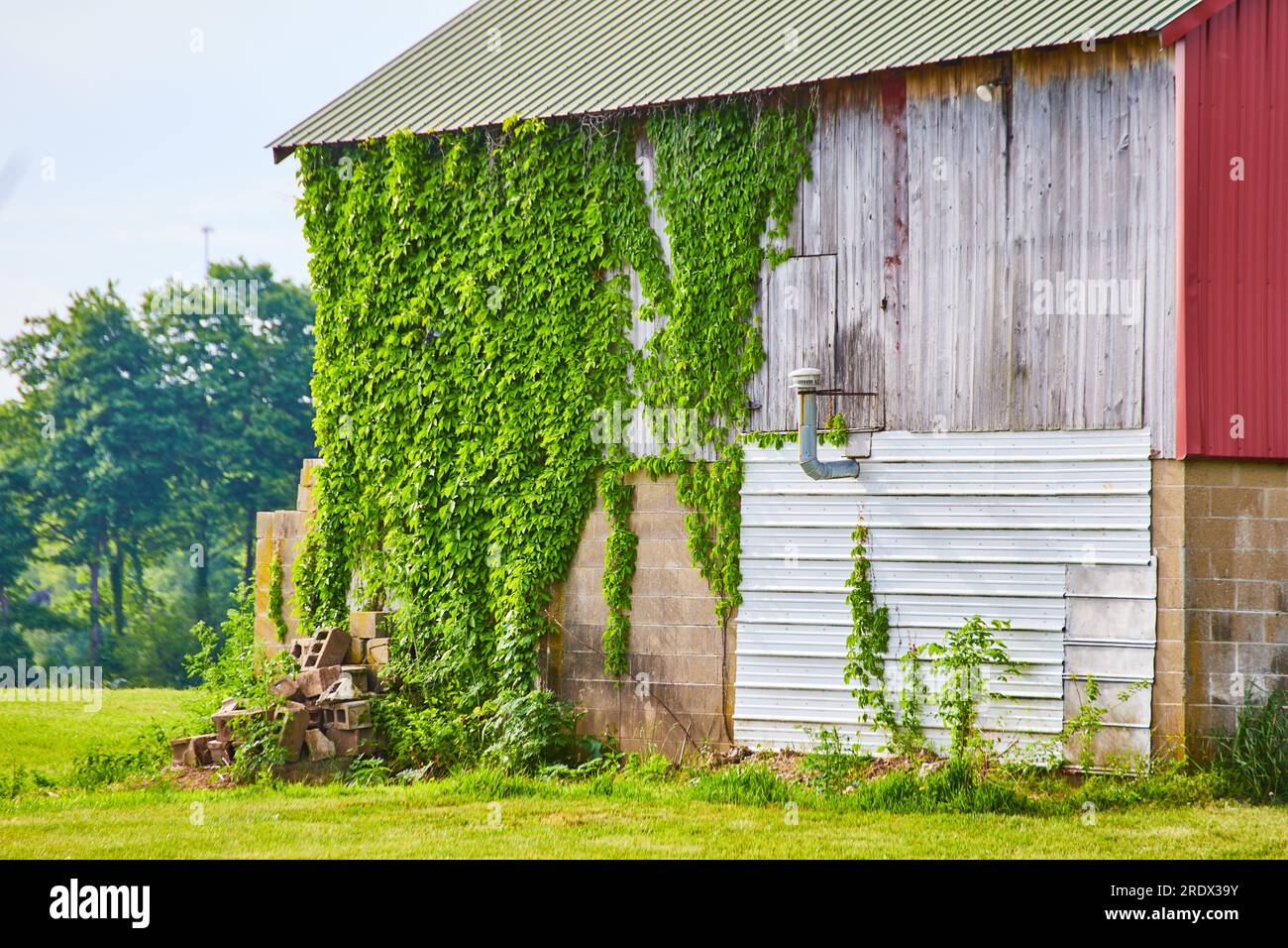 Green ivy growing on side of old barn with cinderblock pile and green ...