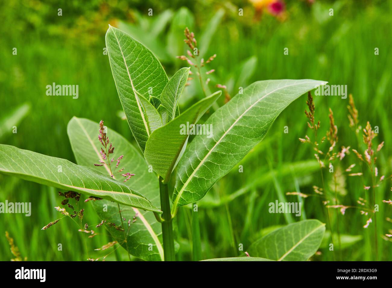 Common Milkweed with Latin name Asclepias Syiaca side view in field of ...