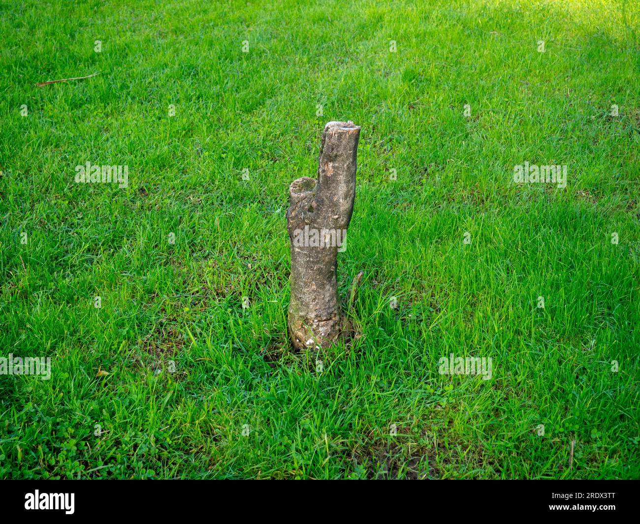 A cut down small tree. Stump from a small tree in the grass. Ecological ...