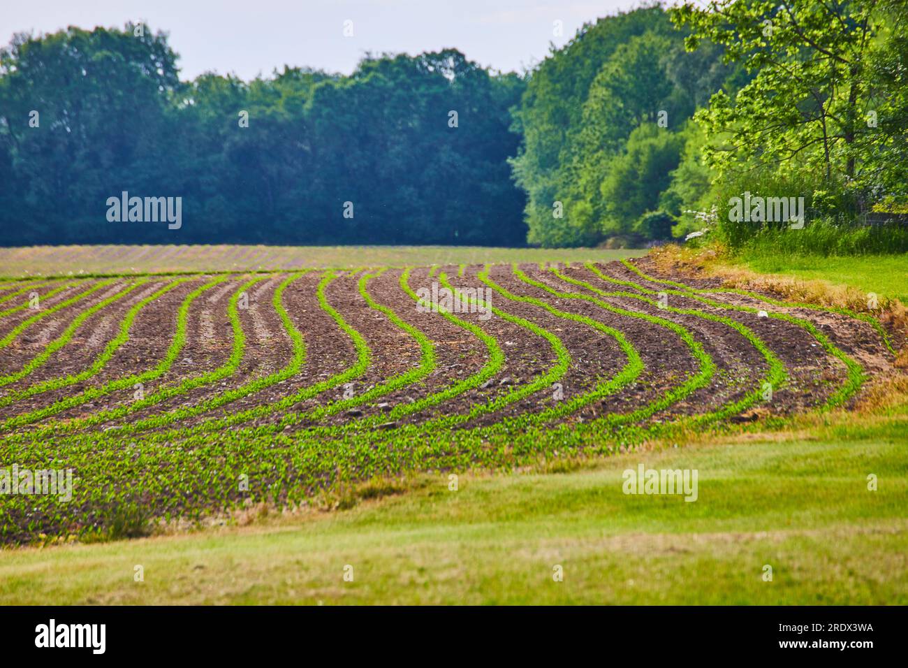 Swerving path of young budding crop in farmers field with clean dirt ...