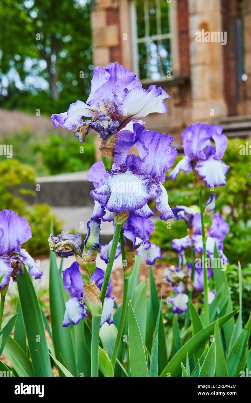 Vertical Purple Bearded Iris Flowers in bloom in front of Heigold House ...