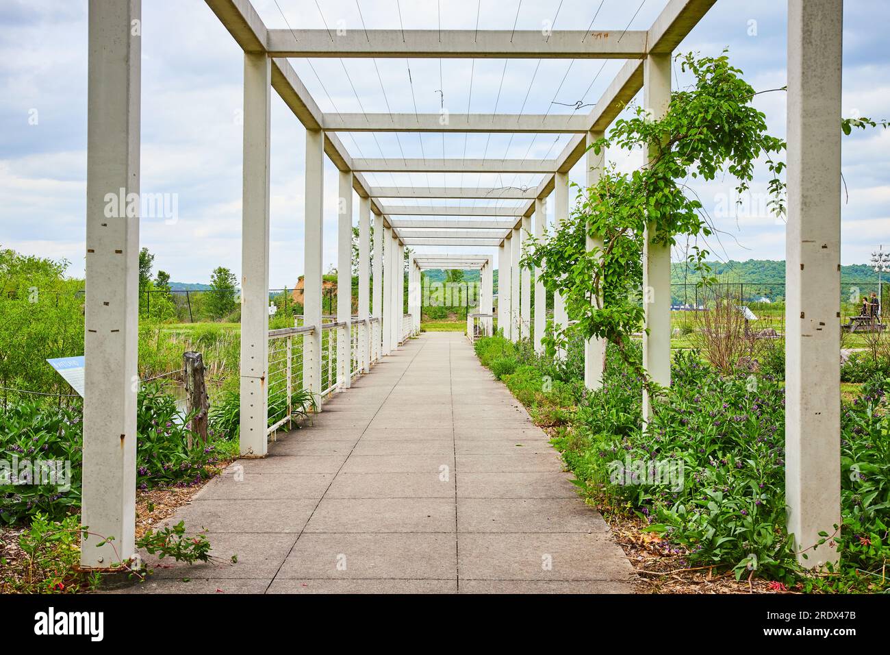 Long white pergola with concrete trail and purple wildflowers on side ...