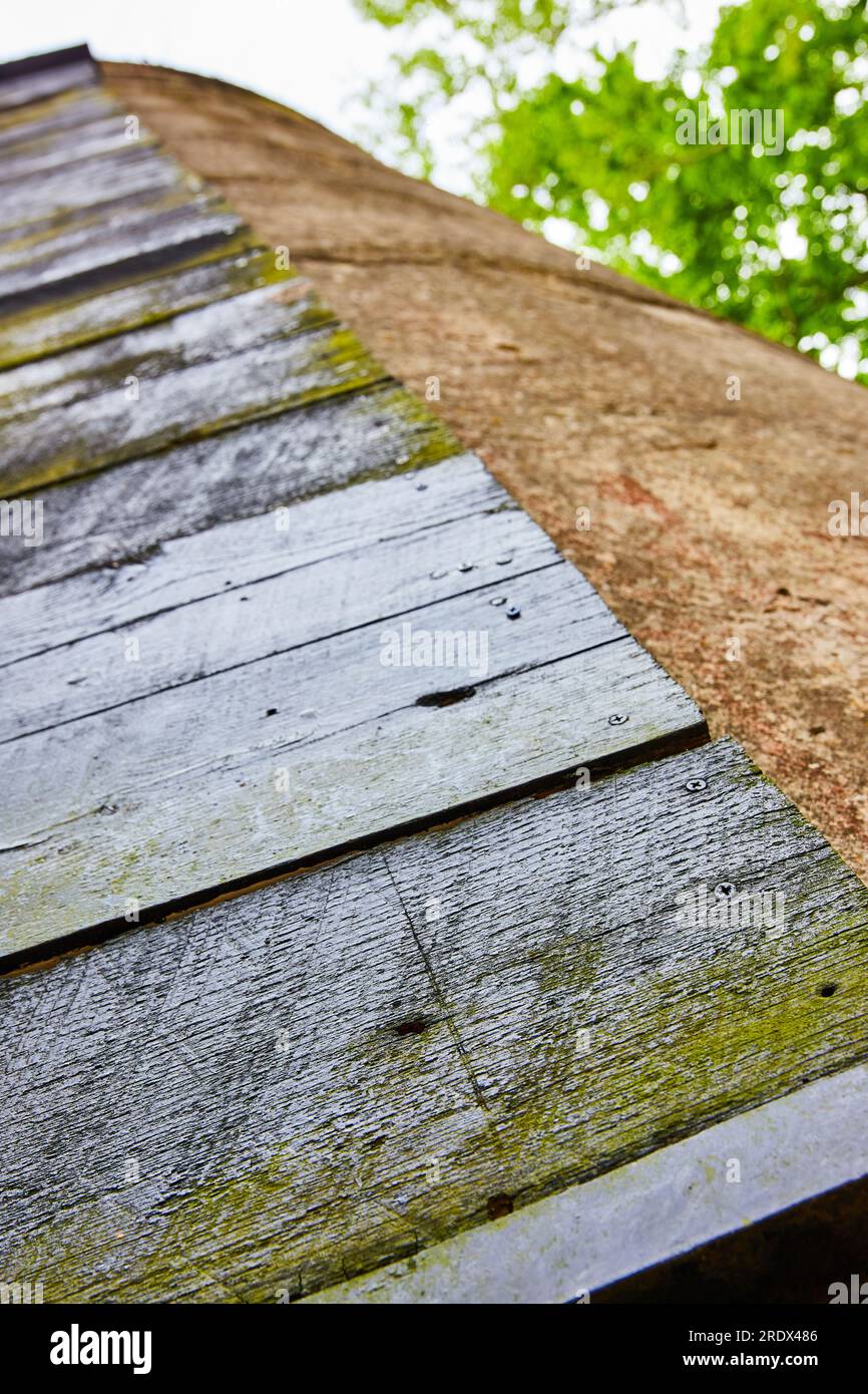 Dark wood textured planks with green moss and mold growing on wall of ...