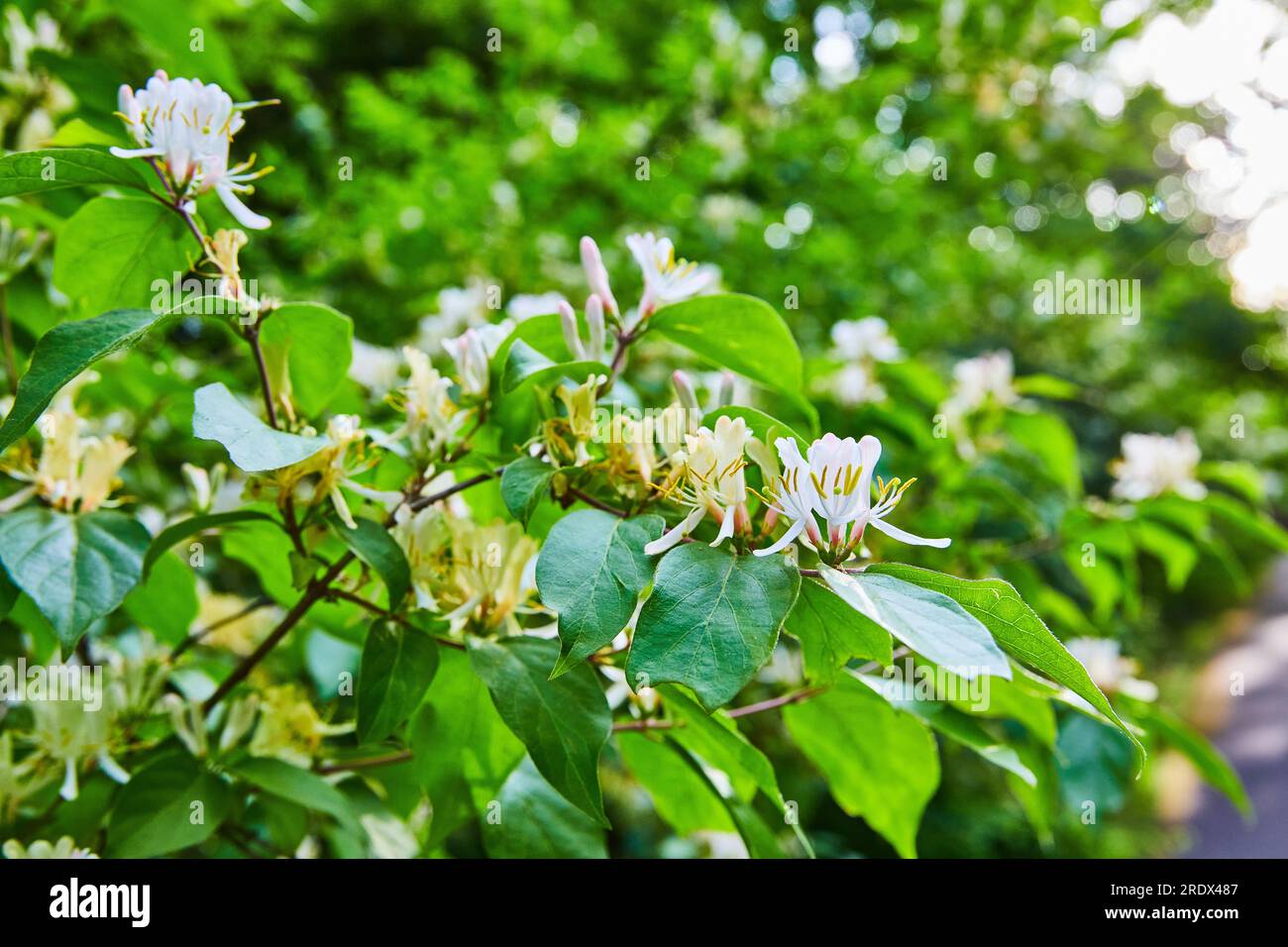 Light green honeysuckle bush, white blooming flowers, young plant ...