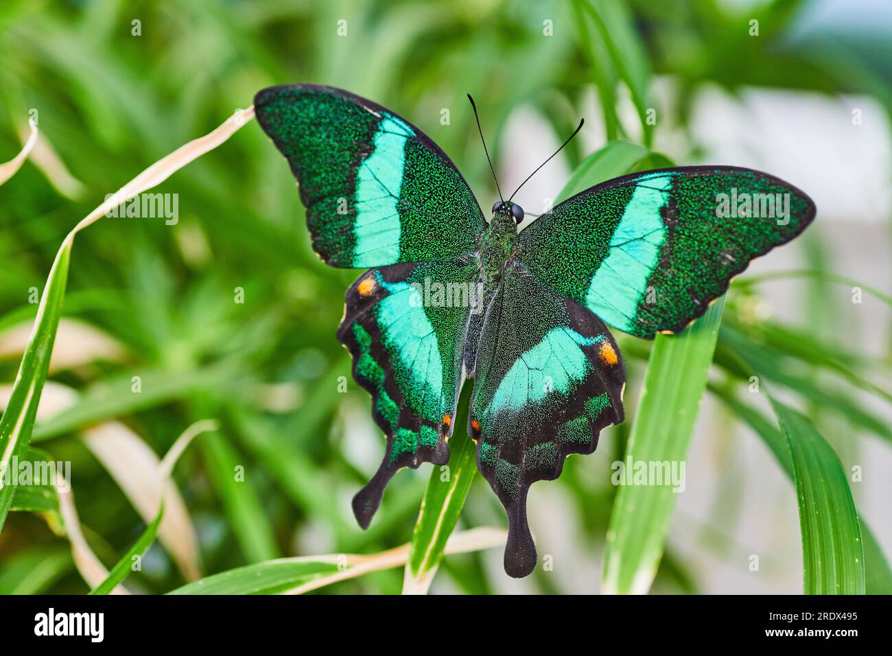 Dazzling Emerald Swallowtail butterfly resting with wings open on ...