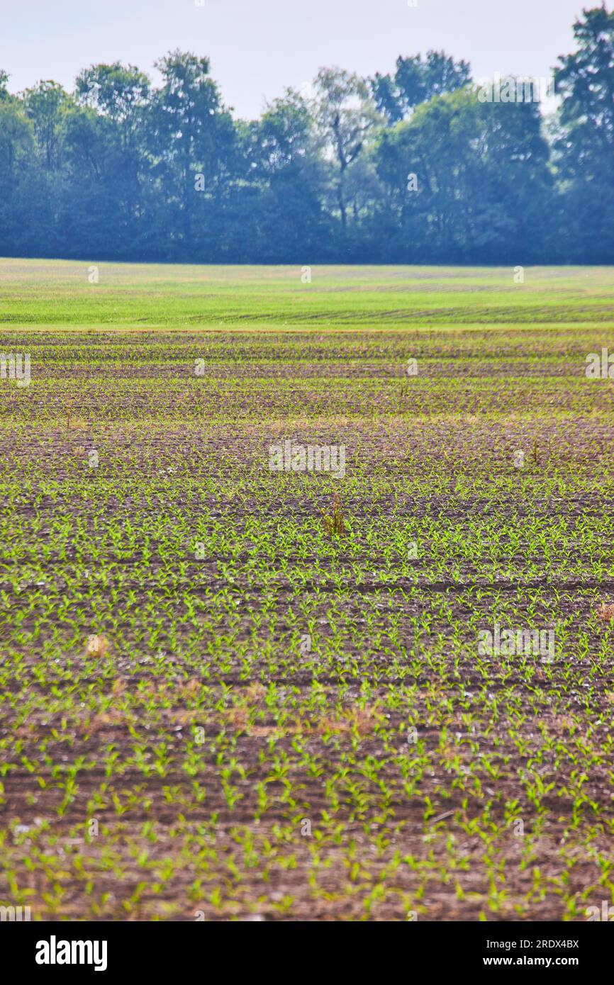 Vertical shot of farmland with young green crops growing and distant ...