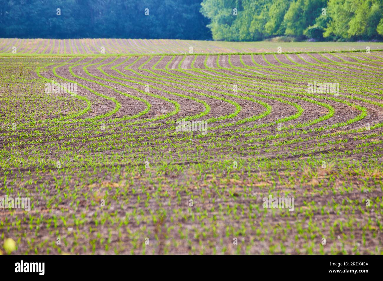 Field of tiny budding food crop with even swerving rows of dirt and ...