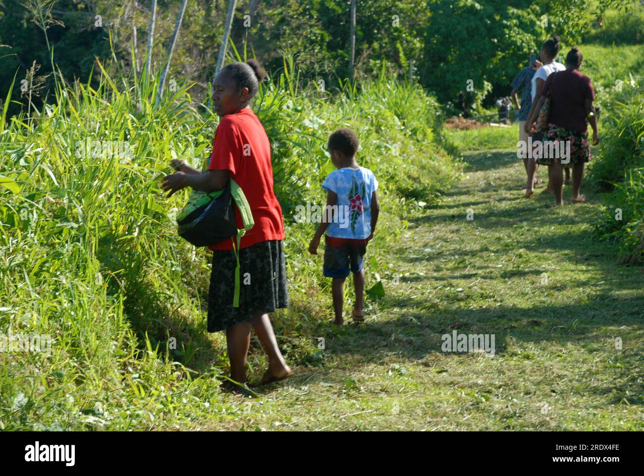 Lady collecting Chayote (Choko) vegetable, Vanuatu Sky Bridge, Devil's ...