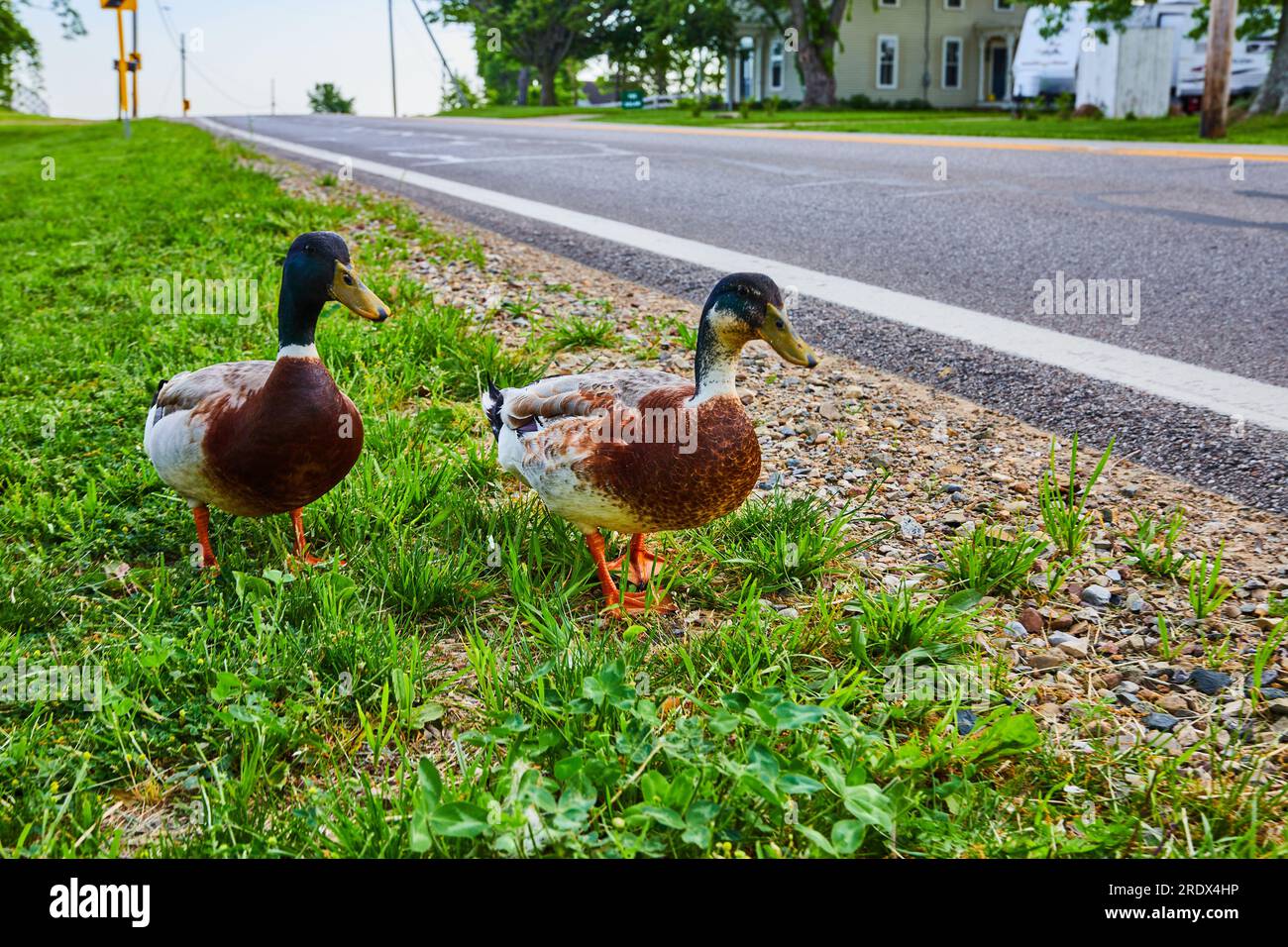 Two male Mallard ducks standing in green grass next to pebbles along ...