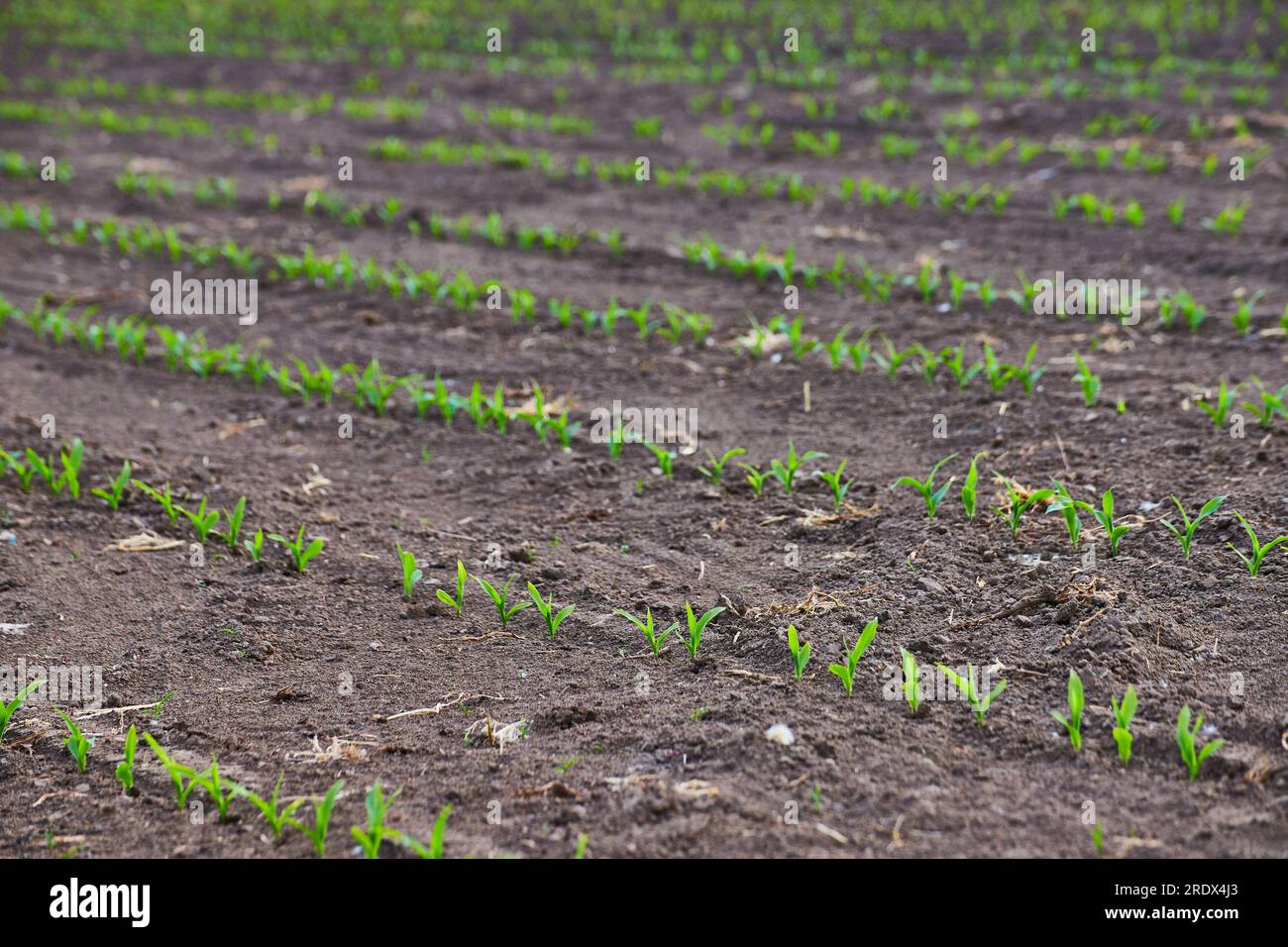 Background asset neat rows of tiny green crop plant sprouts in farmers ...