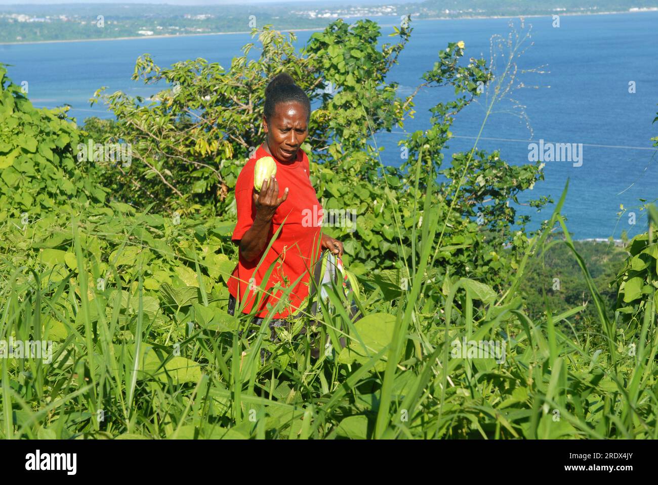 Lady collecting Chayote (Choko) vegetable, Vanuatu Sky Bridge, Devil's ...