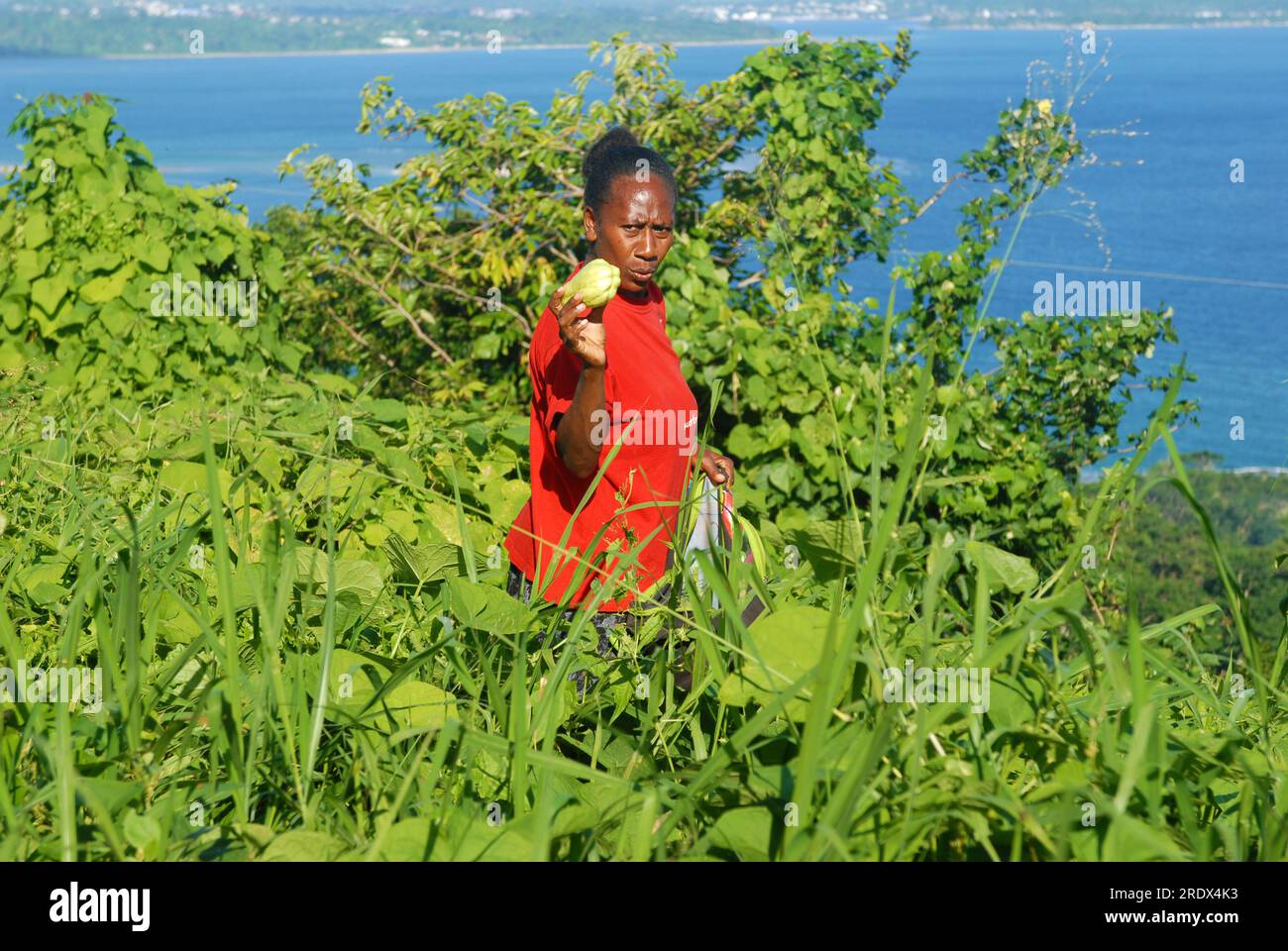 Lady collecting Chayote (Choko) vegetable, Vanuatu Sky Bridge, Devil's ...