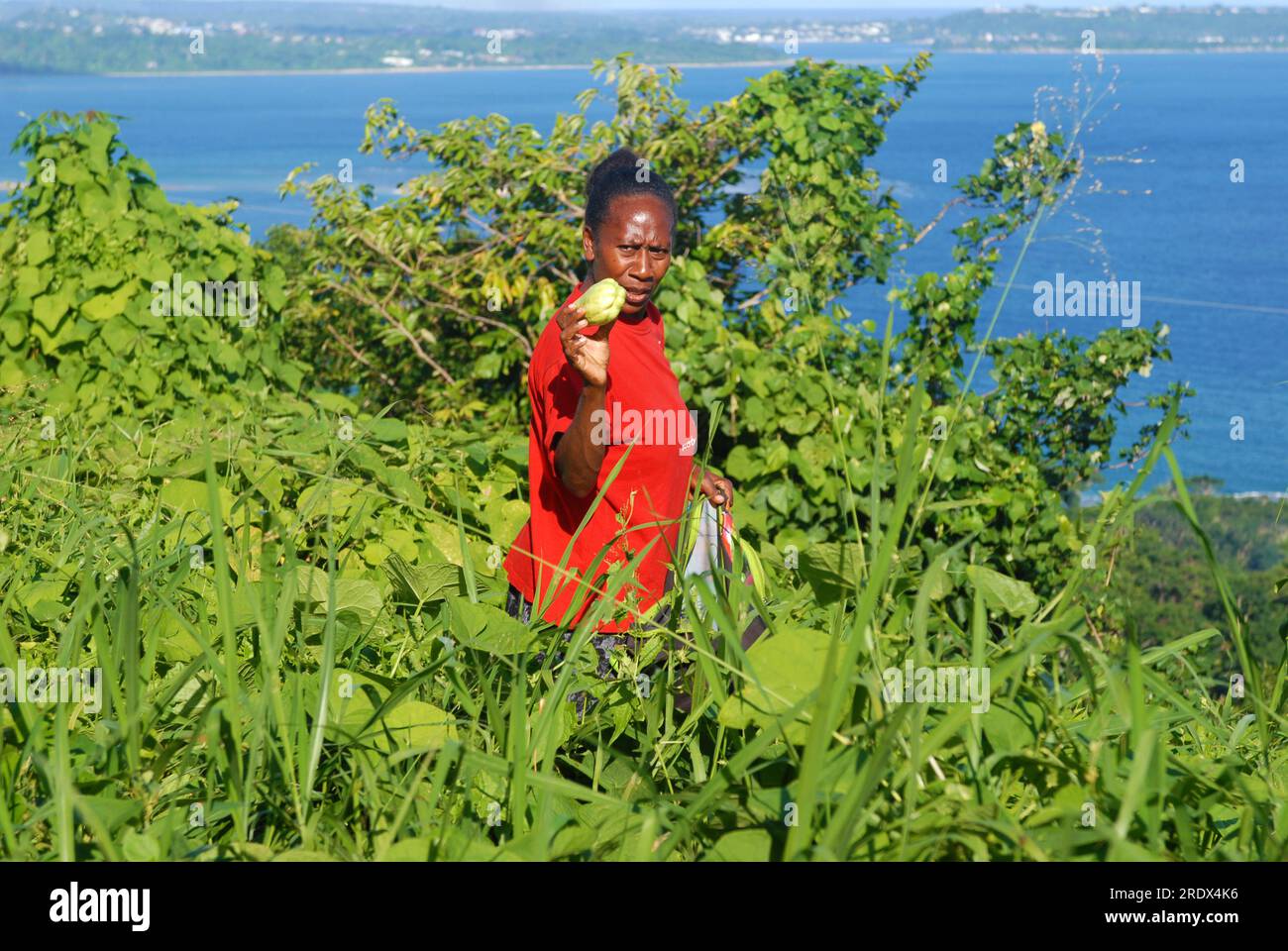 Lady collecting Chayote (Choko) vegetable, Vanuatu Sky Bridge, Devil's ...