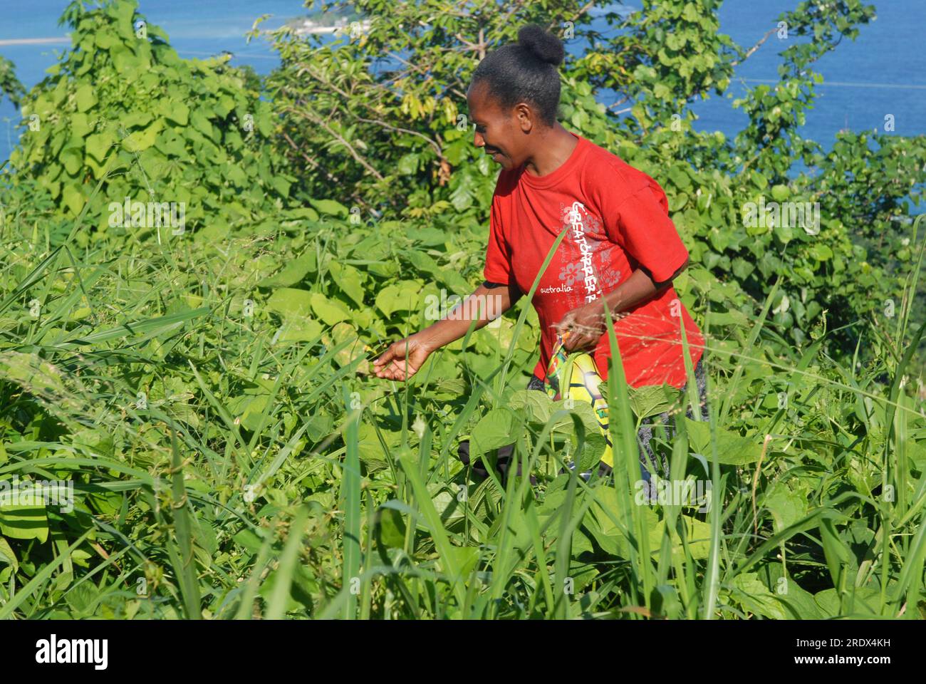 Lady collecting Chayote (Choko) vegetable, Vanuatu Sky Bridge, Devil's ...