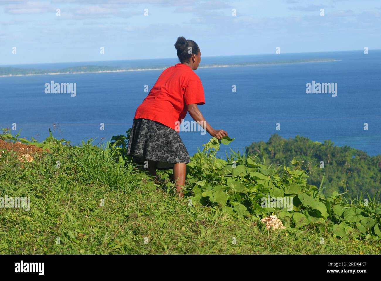 Lady collecting Chayote (Choko) vegetable, Vanuatu Sky Bridge, Devil's ...