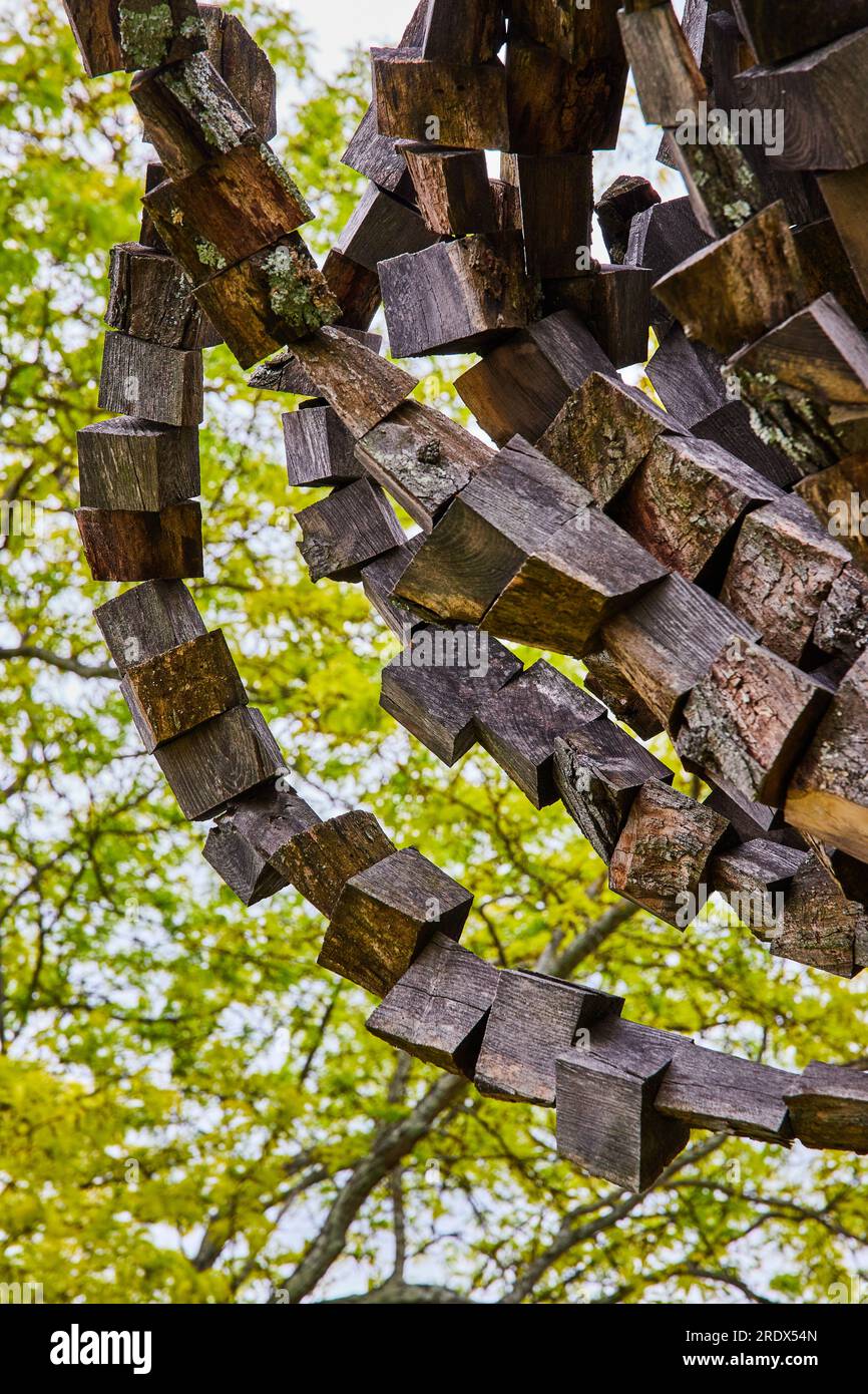 Honey locus tree hi-res stock photography and images - Alamy