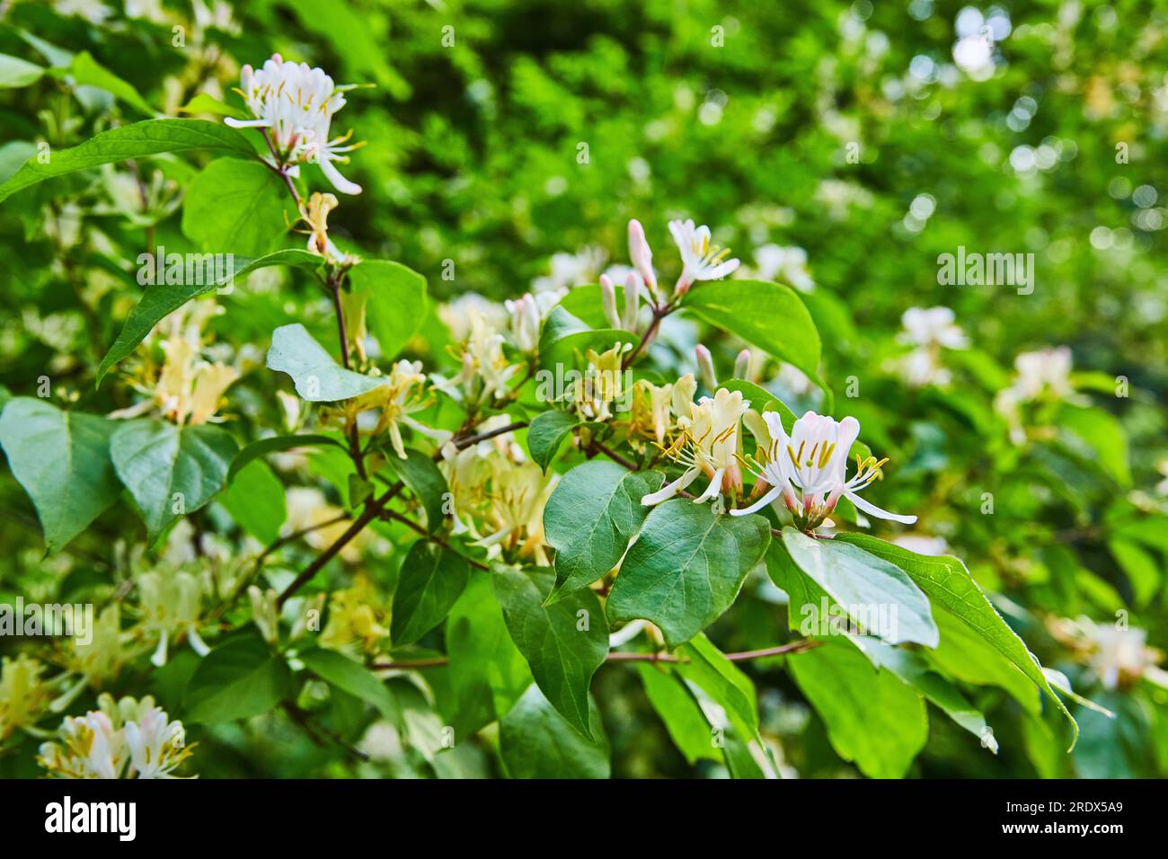 White flowers, light green honeysuckle bush, flowering, in bloom ...