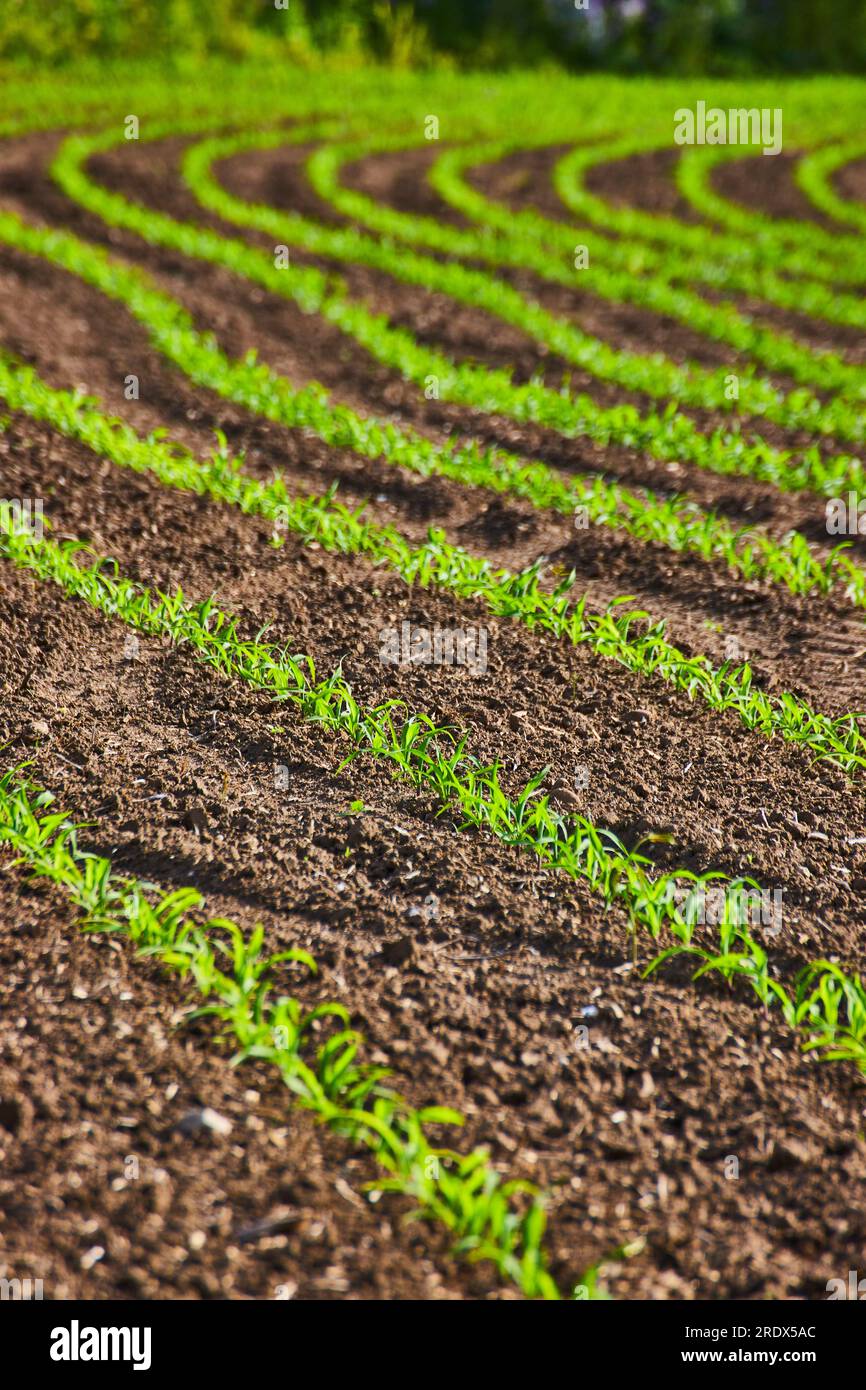 Curved paths of plants growing in a farmers field Stock Photo - Alamy