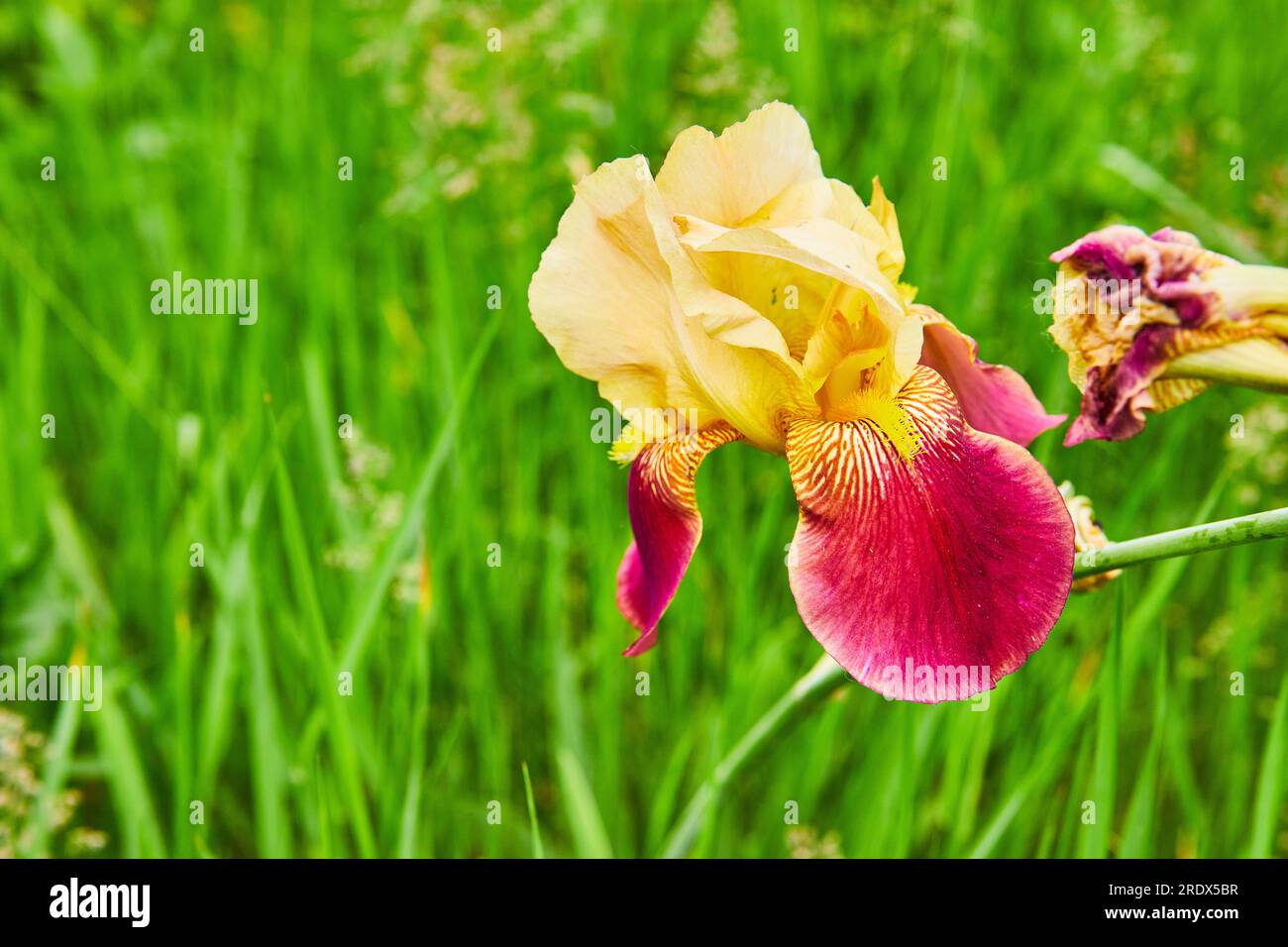 Dead iris hi-res stock photography and images - Alamy