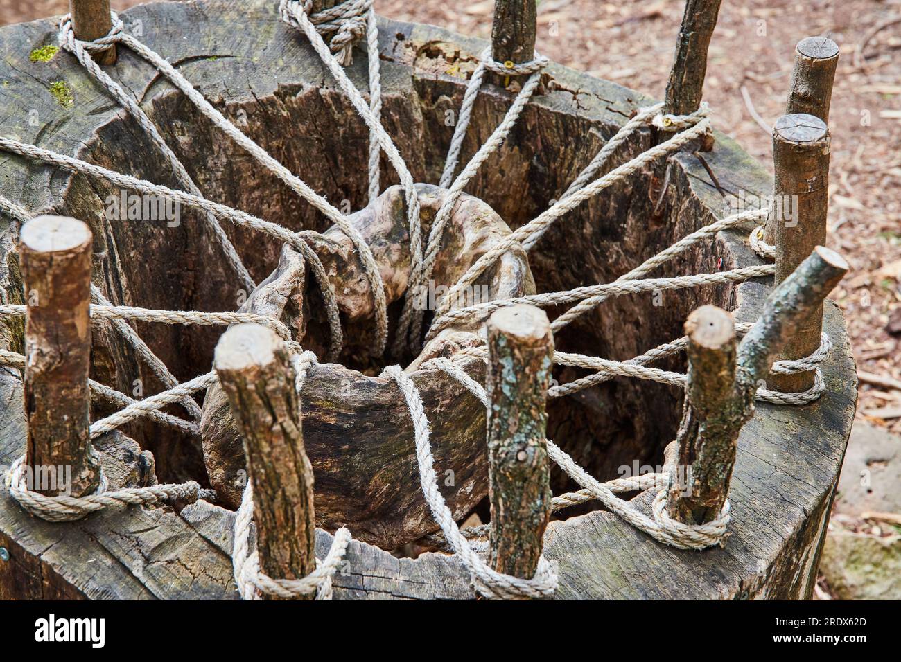 Odd contraption built into tree stump with sticks and rope holding up ...