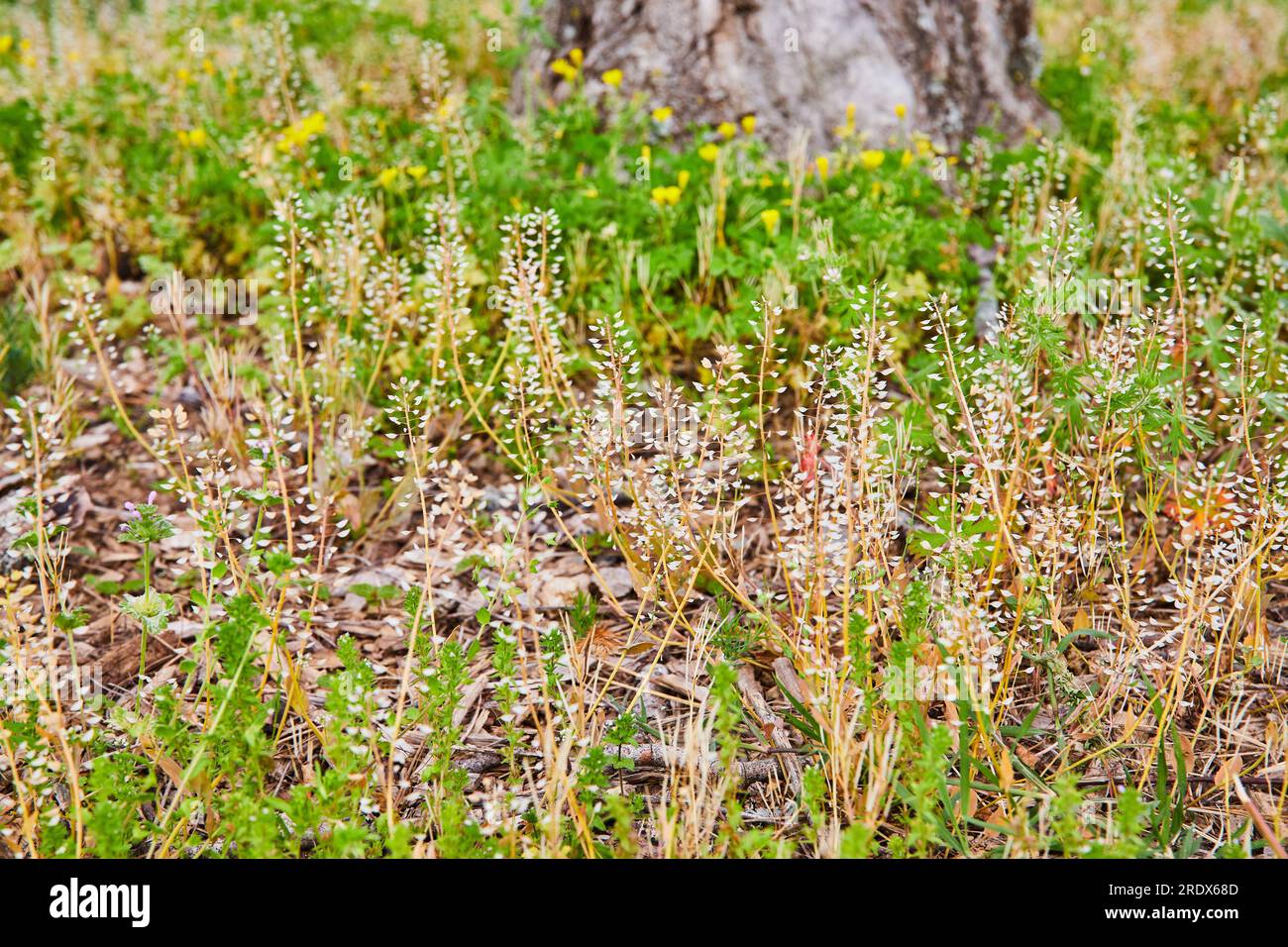 Peppergrass hi-res stock photography and images - Alamy