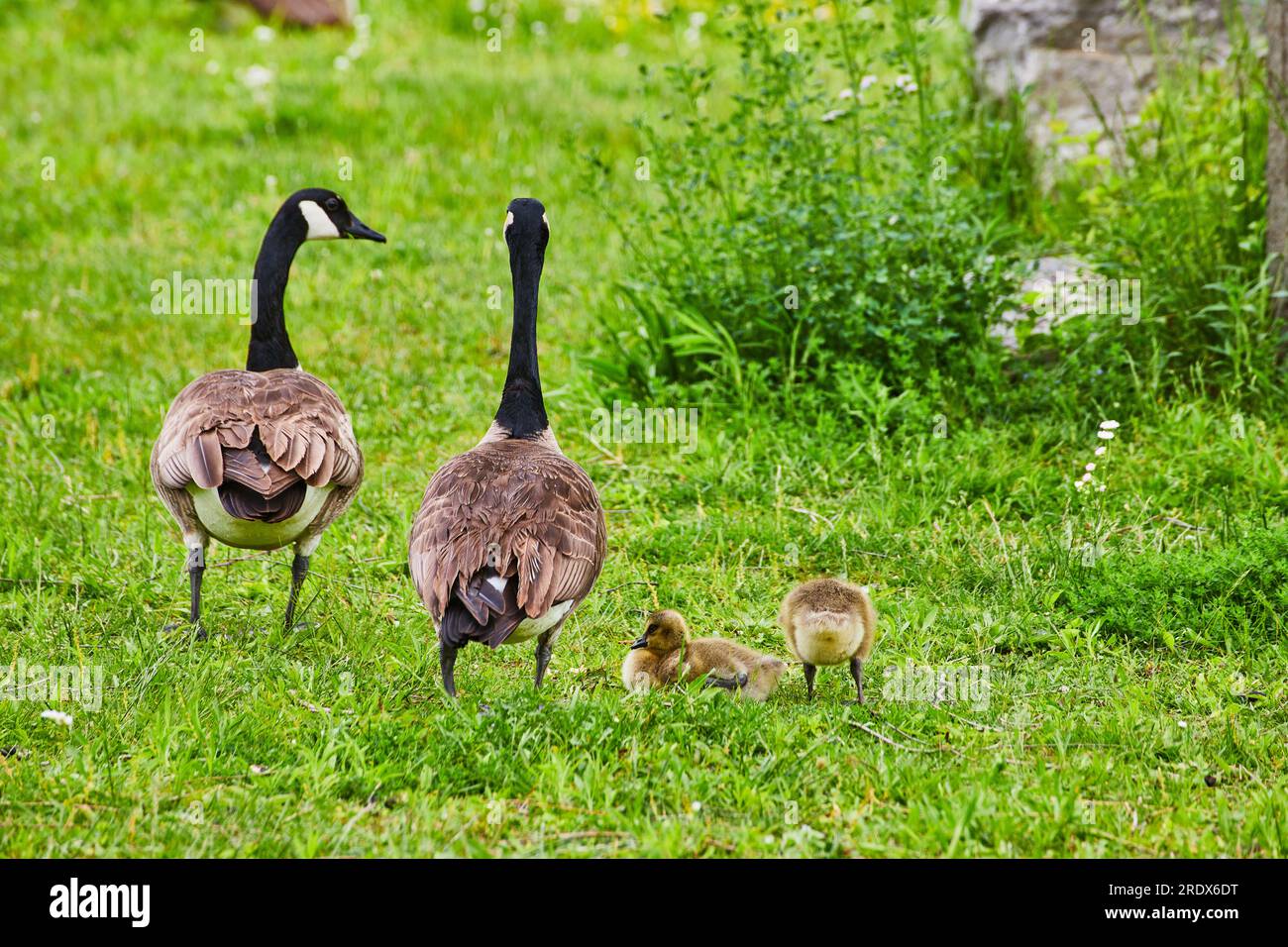 Behinds of Canadian geese parents watching in wrong direction their ...