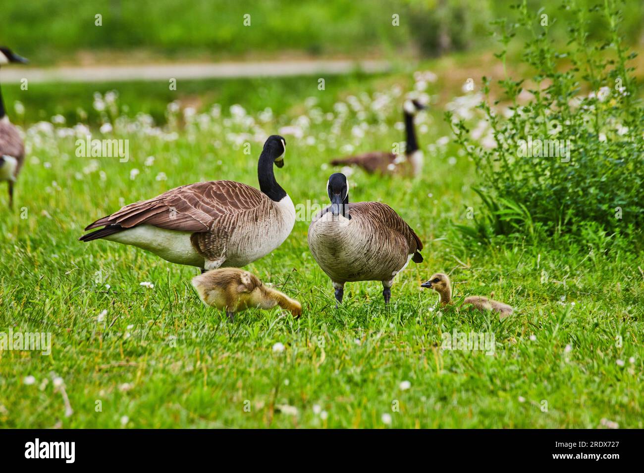 Family of Canadian geese with their two baby goslings amid grass field ...