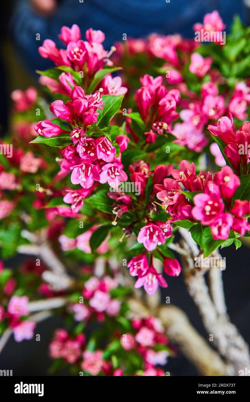 Escallonia evergreen bonsai shrub with vibrant pink flowers on long ...