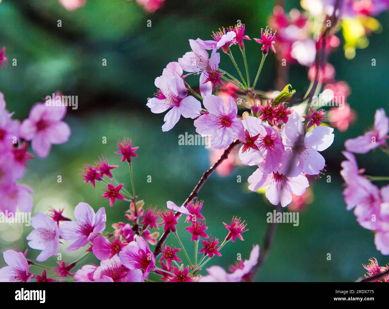 Cherry 0tree hi-res stock photography and images - Alamy