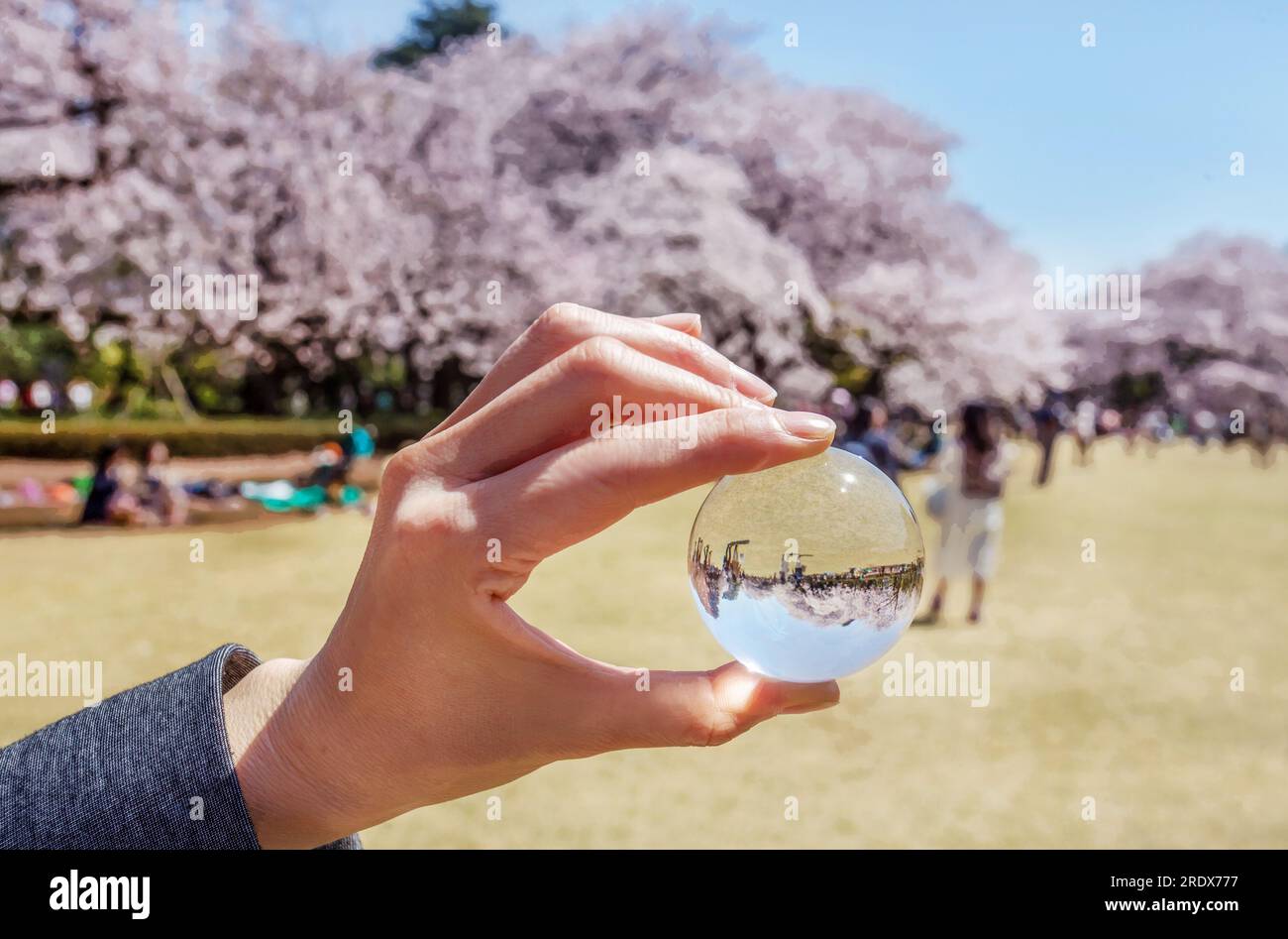 Fantastic cherry trees blossoming in Tokyo park, view through glass ...