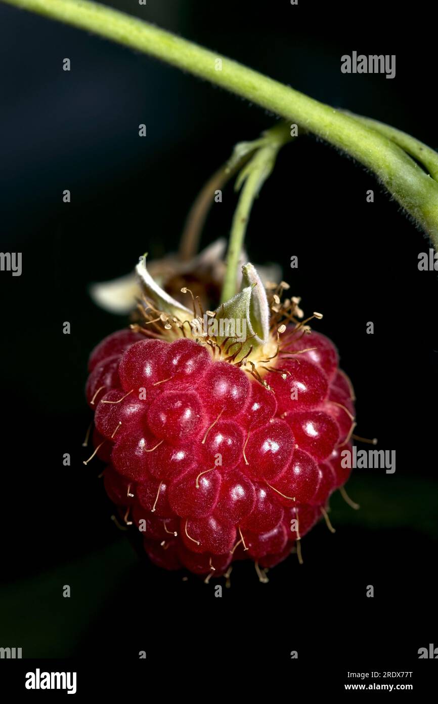 A close up isolated photo of a ripe red raspberry in the garden ready ...