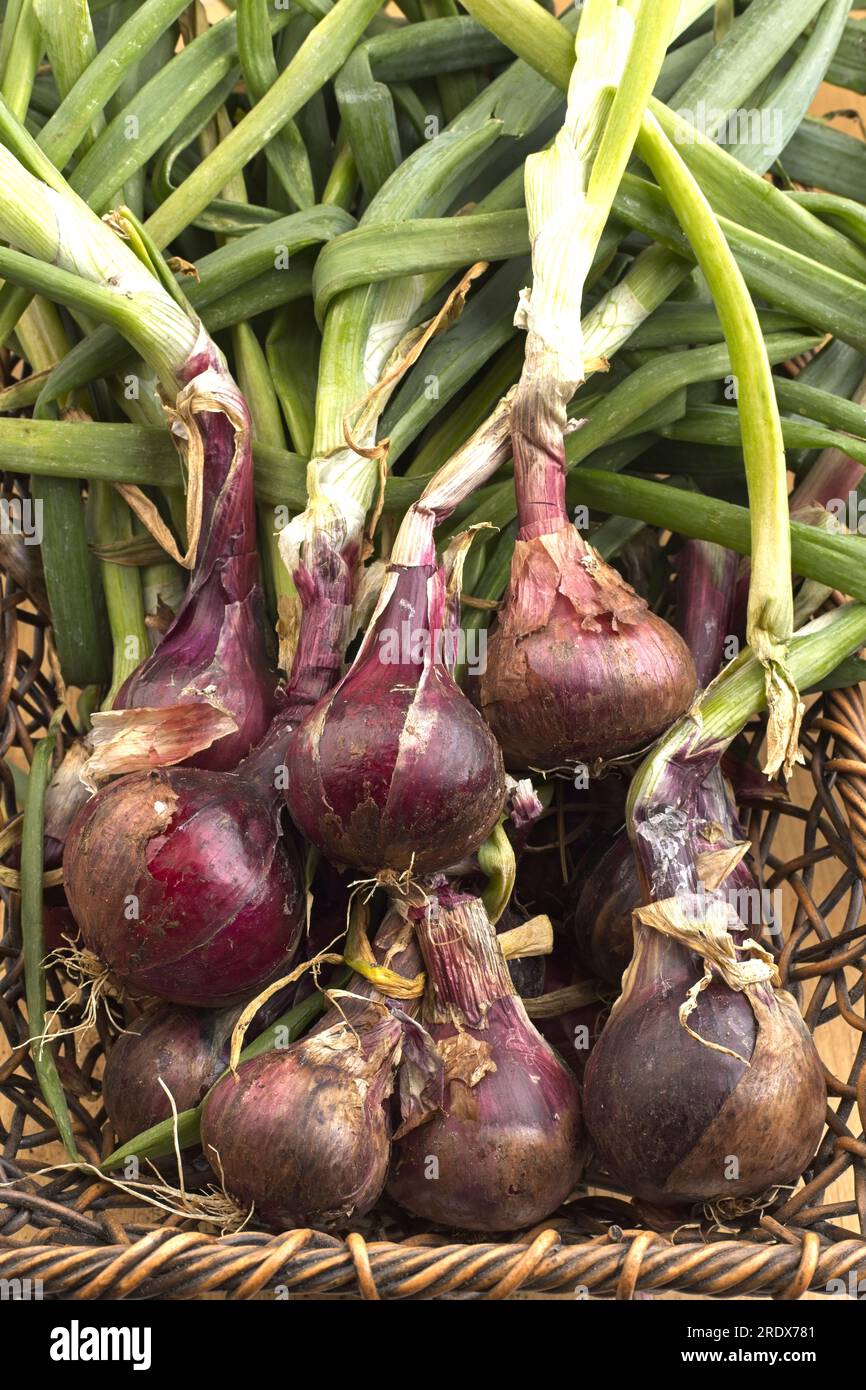 A close up of a pile of red onions with the stalks on them which were ...