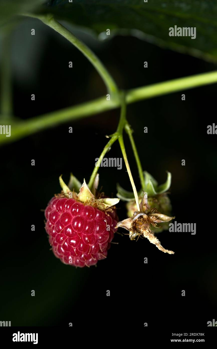 A close up isolated photo of a ripe red raspberry in the garden ready ...