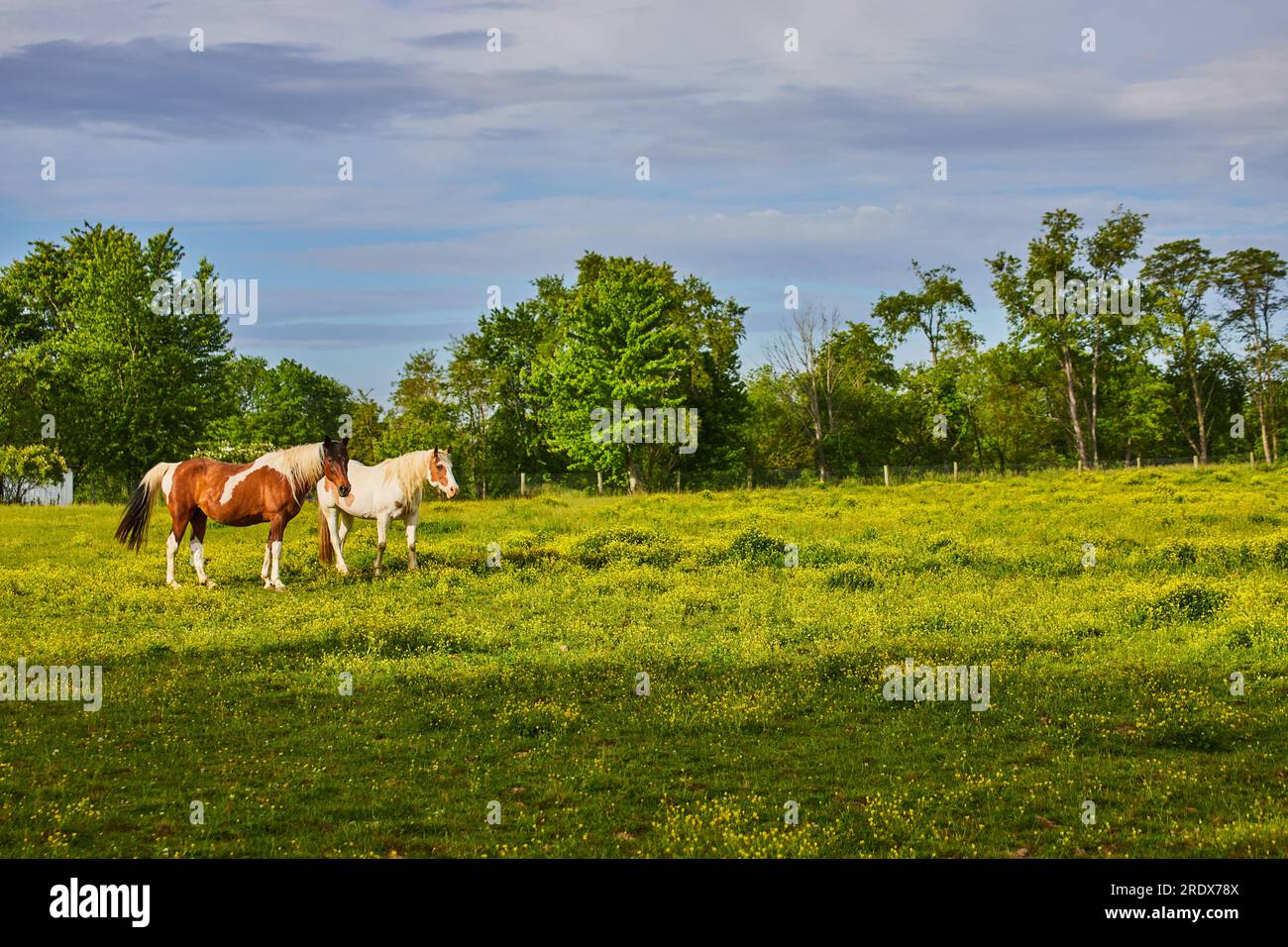 Gorgeous blue and purple sky over green and yellow wildflower ranch ...