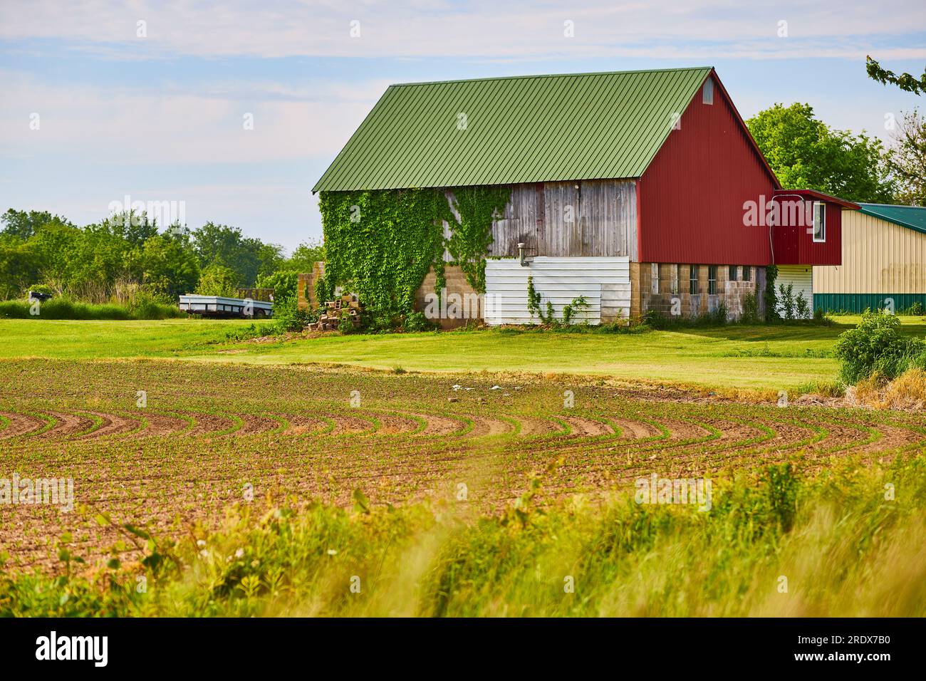 Italian colors on red and white barn with green ivy growing on siding ...