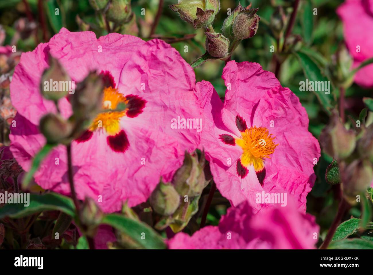 beautiful natural background with summer flowers Stock Photo - Alamy