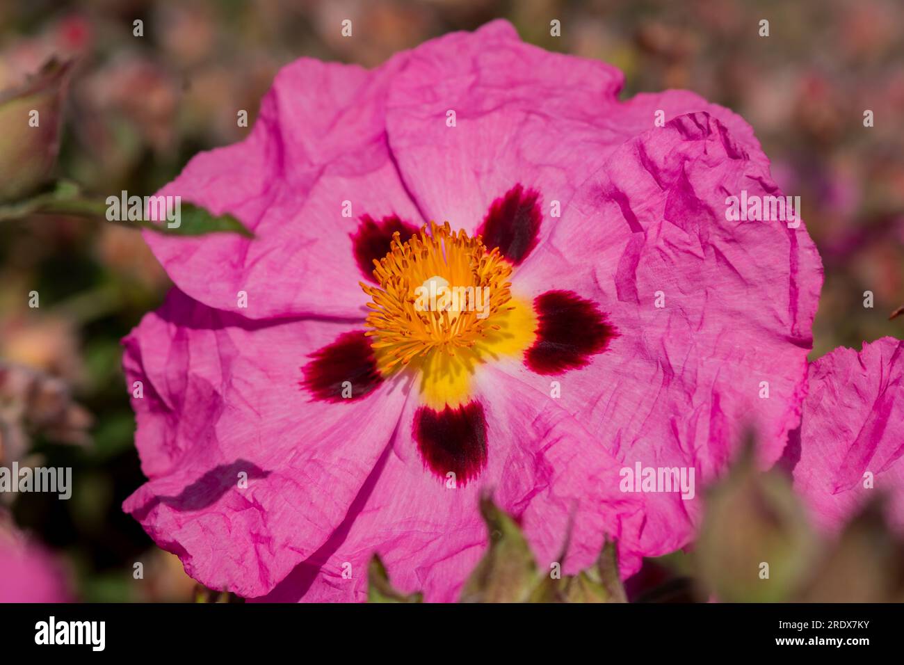 beautiful natural background with summer flowers Stock Photo - Alamy