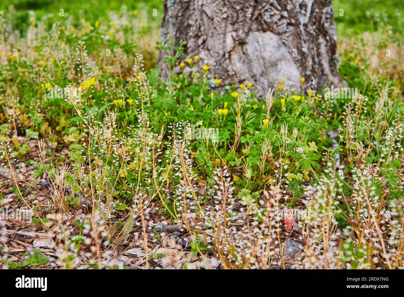 Up close and low to base of tree trunk with weeds and peppergrass Stock ...