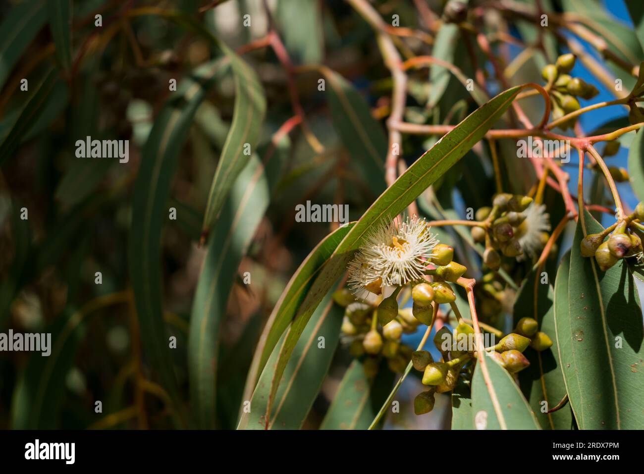 Australian native flowers wallpaper hi-res stock photography and images ...