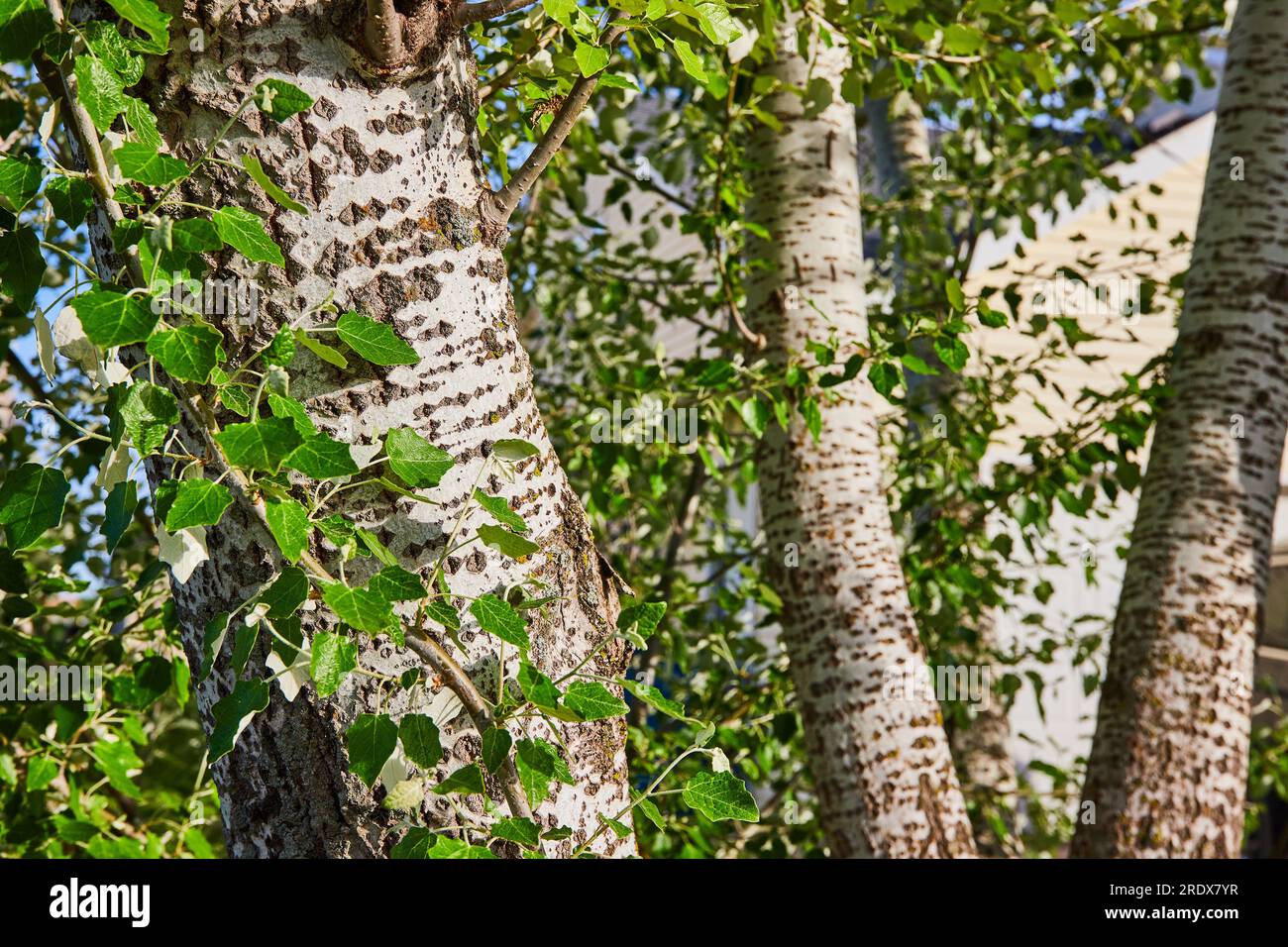 Birch trees growing close together, green leaves white flaky bark Stock ...