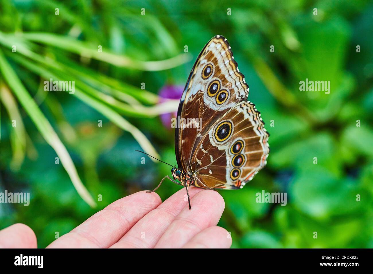 Blue Morpho butterfly resting on fingertips with gorgeous brown wings ...