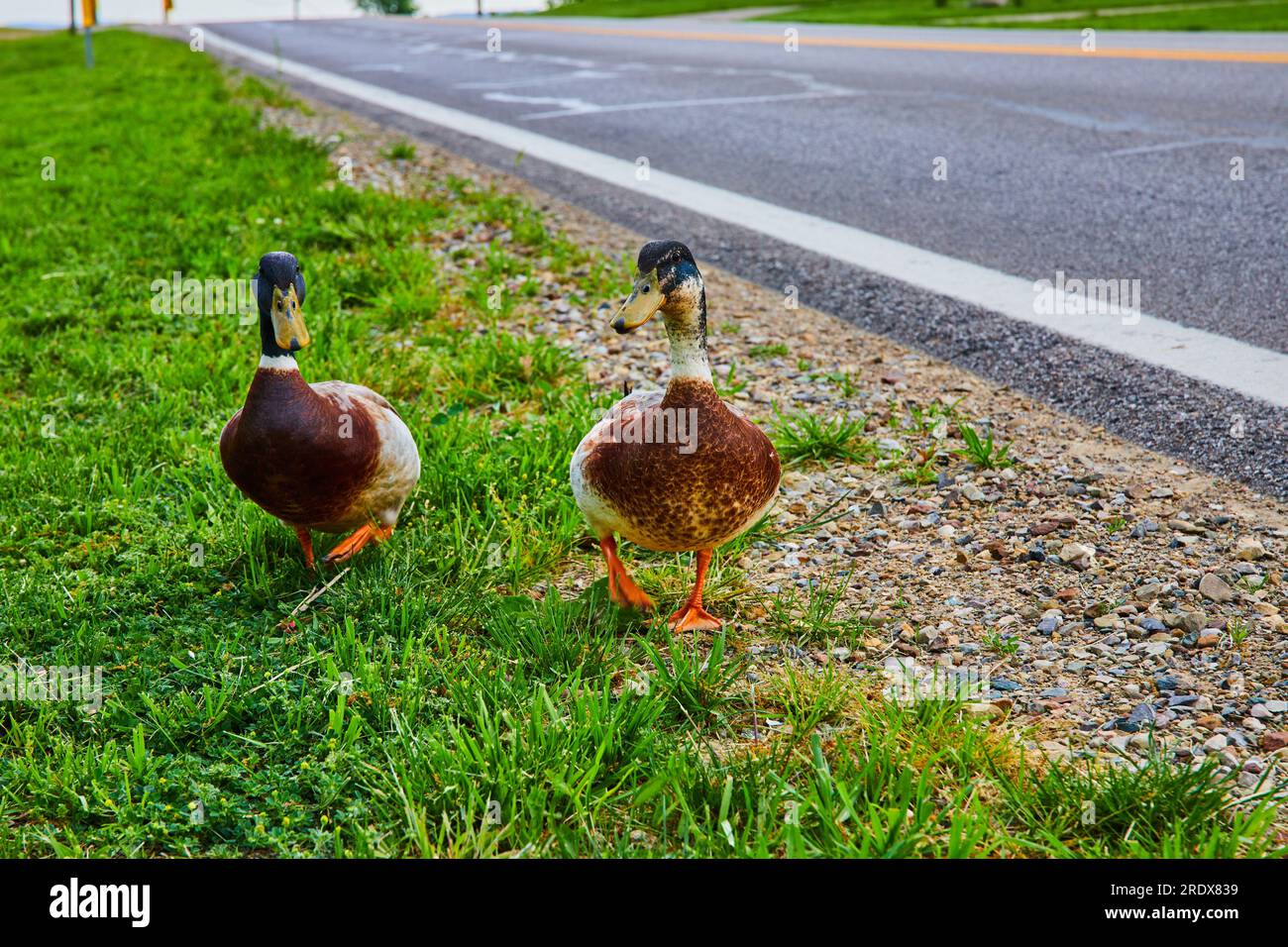 Two male Mallard ducks waddling beside road in grass Stock Photo - Alamy