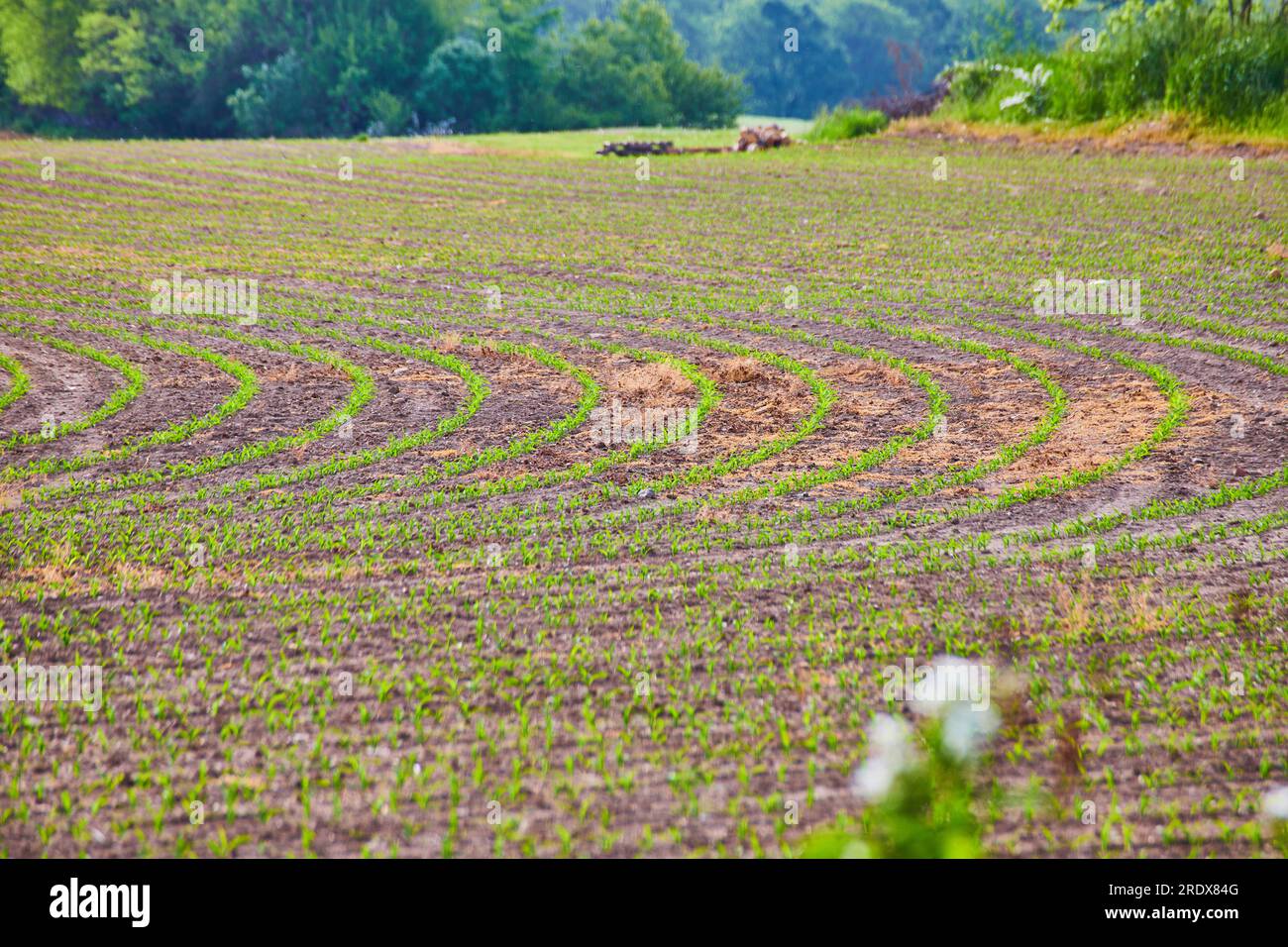Perfect curve in field with young food crop growing on farmland Stock ...