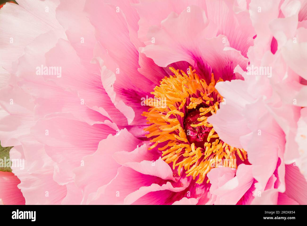 beautiful natural background with summer flowers Stock Photo - Alamy