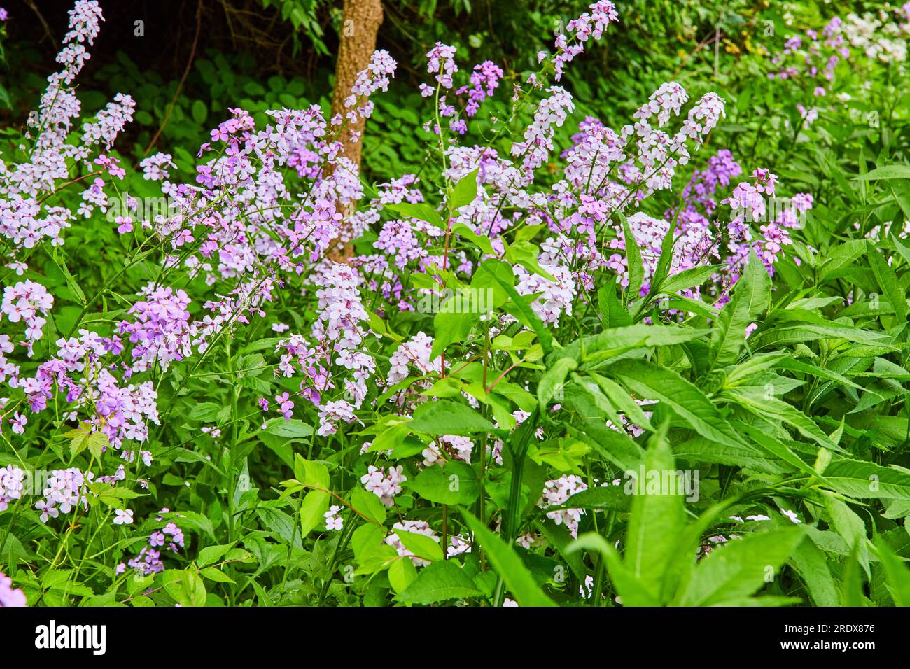Purple Dames Rocket flowers in bloom in large cluster surrounded by ...