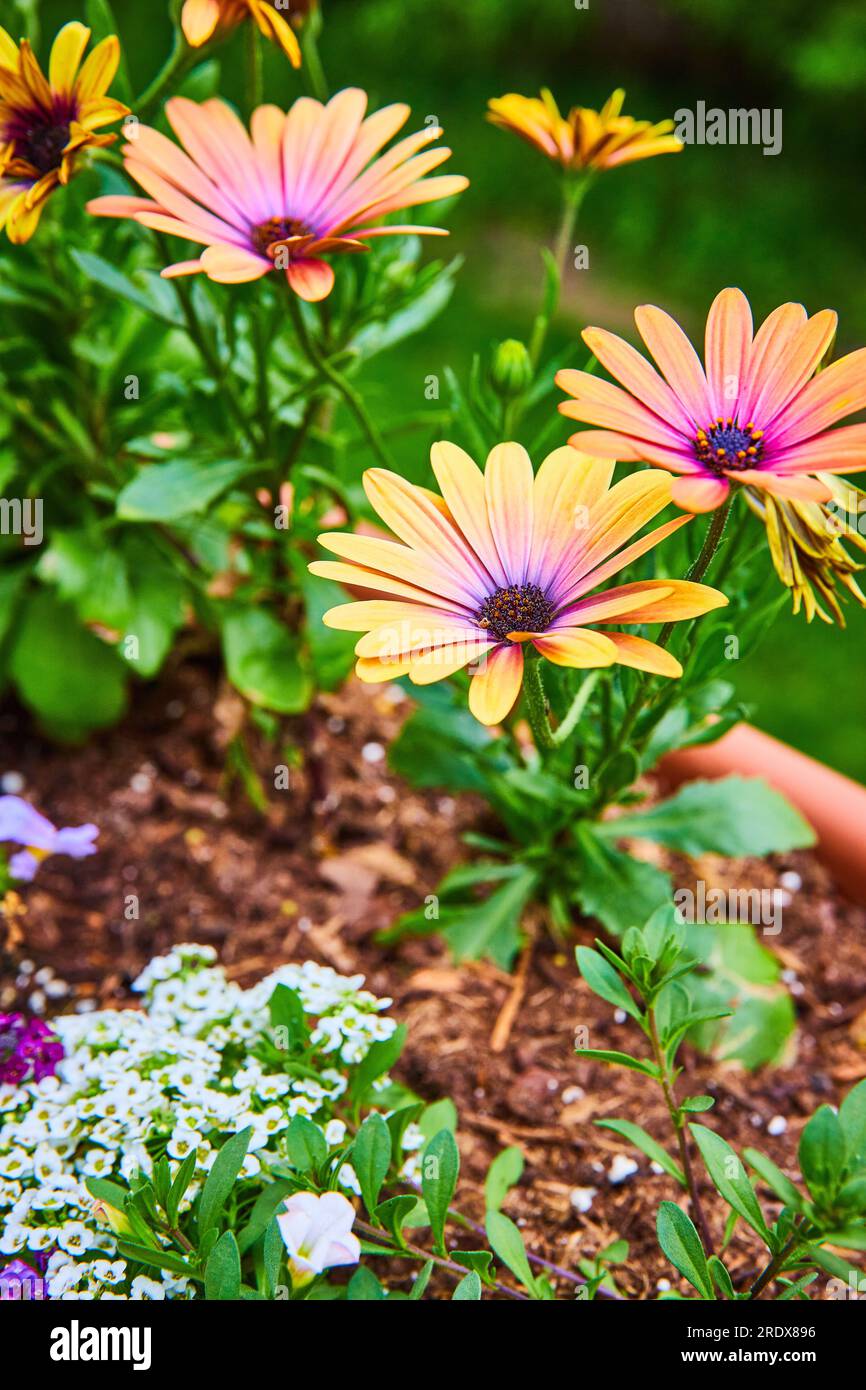 Cluster of blue eyed African Daisies blooming on bright summer day in ...
