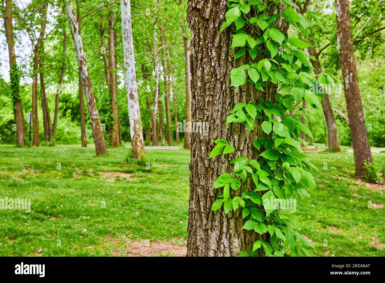 Oak or Maple tree with Virginia Creeper plant growing up trunk in park ...