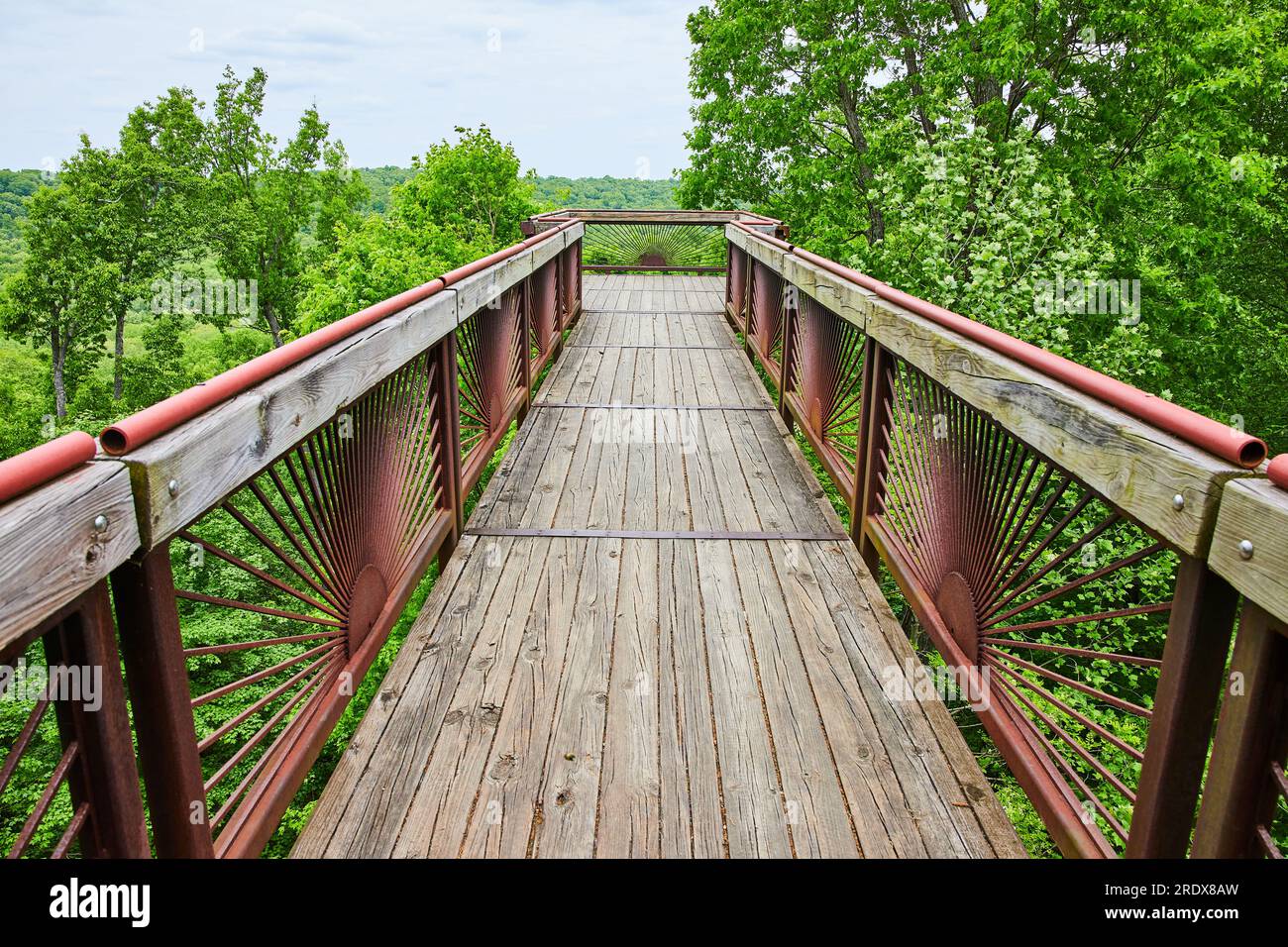 Crisp view of tree top boardwalk bridge overlooking forest area with ...